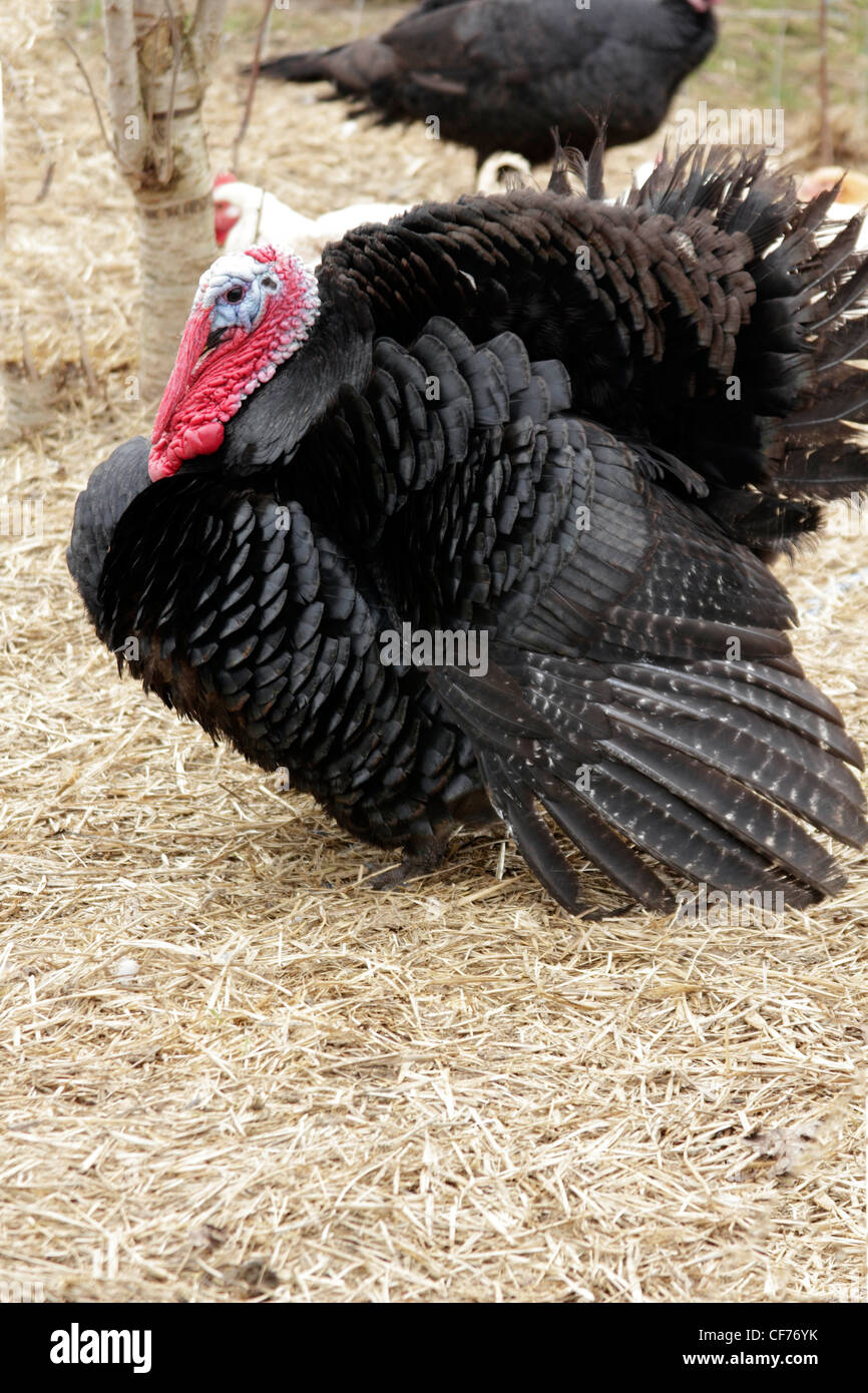 Black Norfolk turkey Stock Photo - Alamy