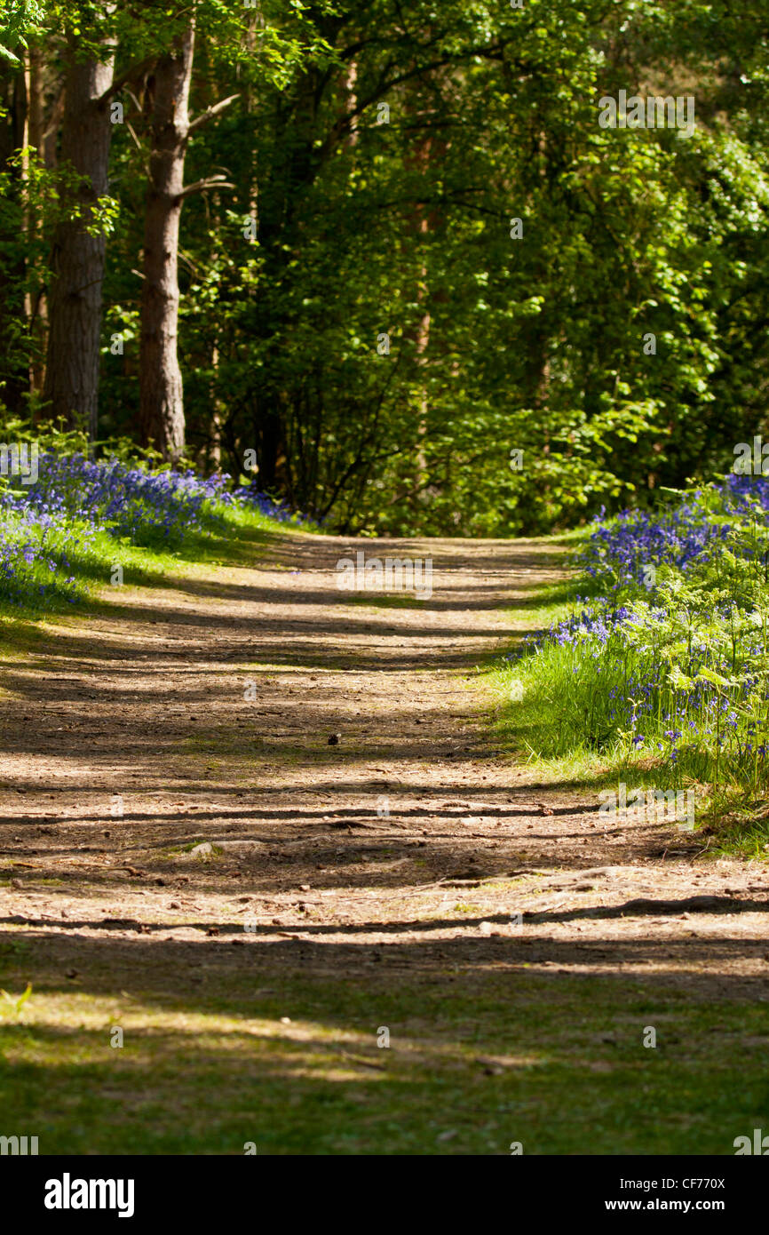 light and shade on a woodland path Stock Photo - Alamy