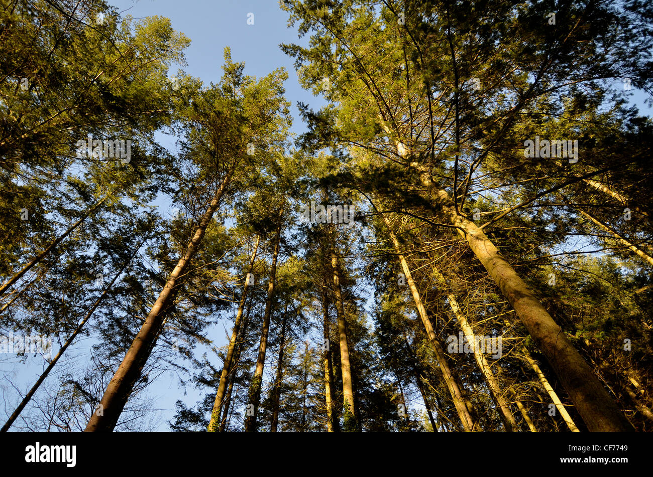 Coniferous tree canopy hi-res stock photography and images - Alamy