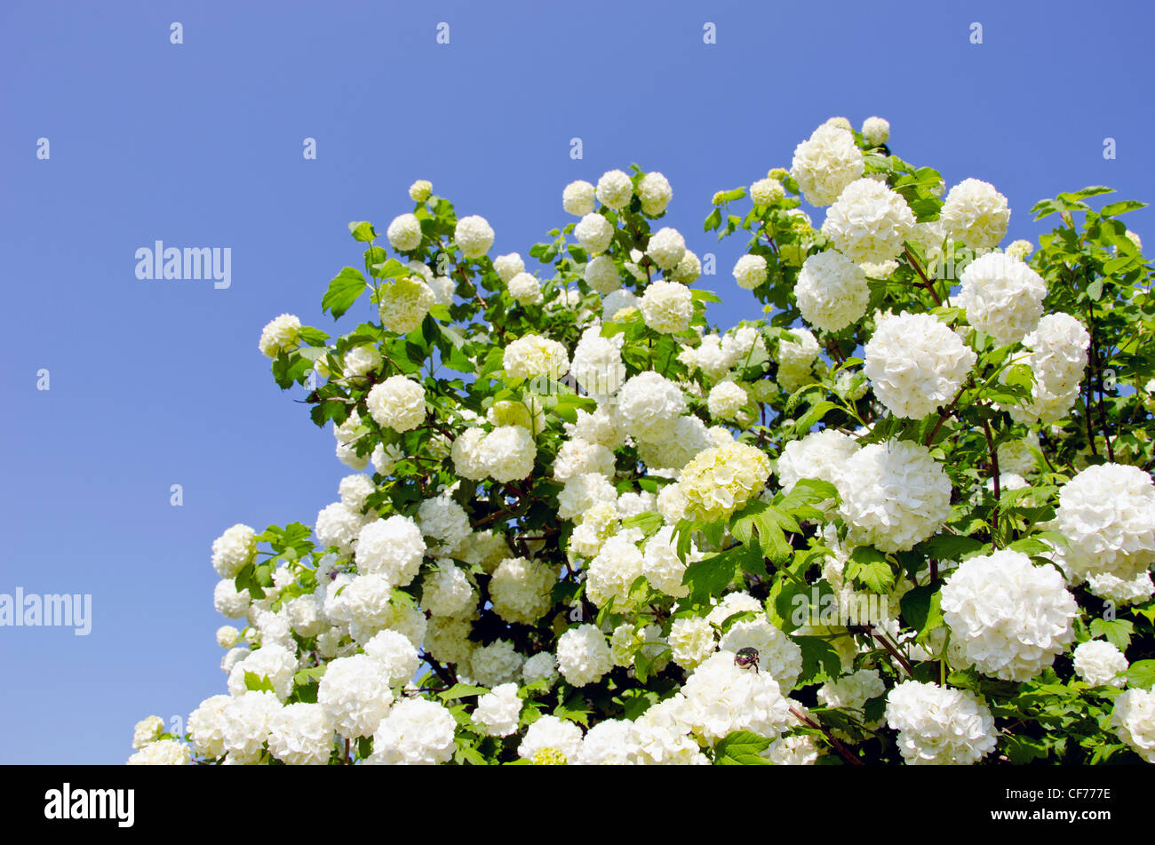 Snowball. Viburnum. Amazing blooms on the bush Stock Photo - Alamy
