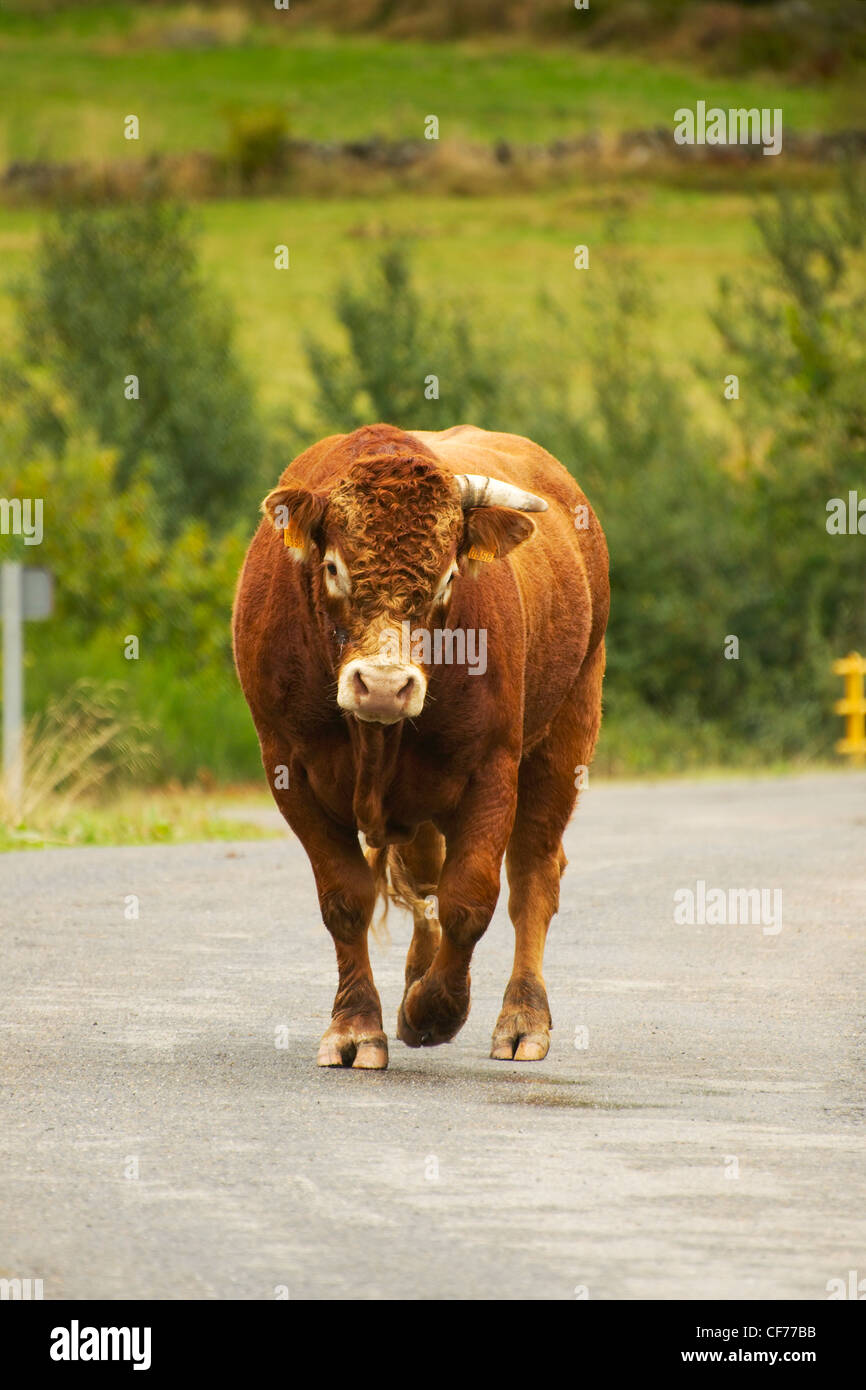 Small leon hi-res stock photography and images - Alamy