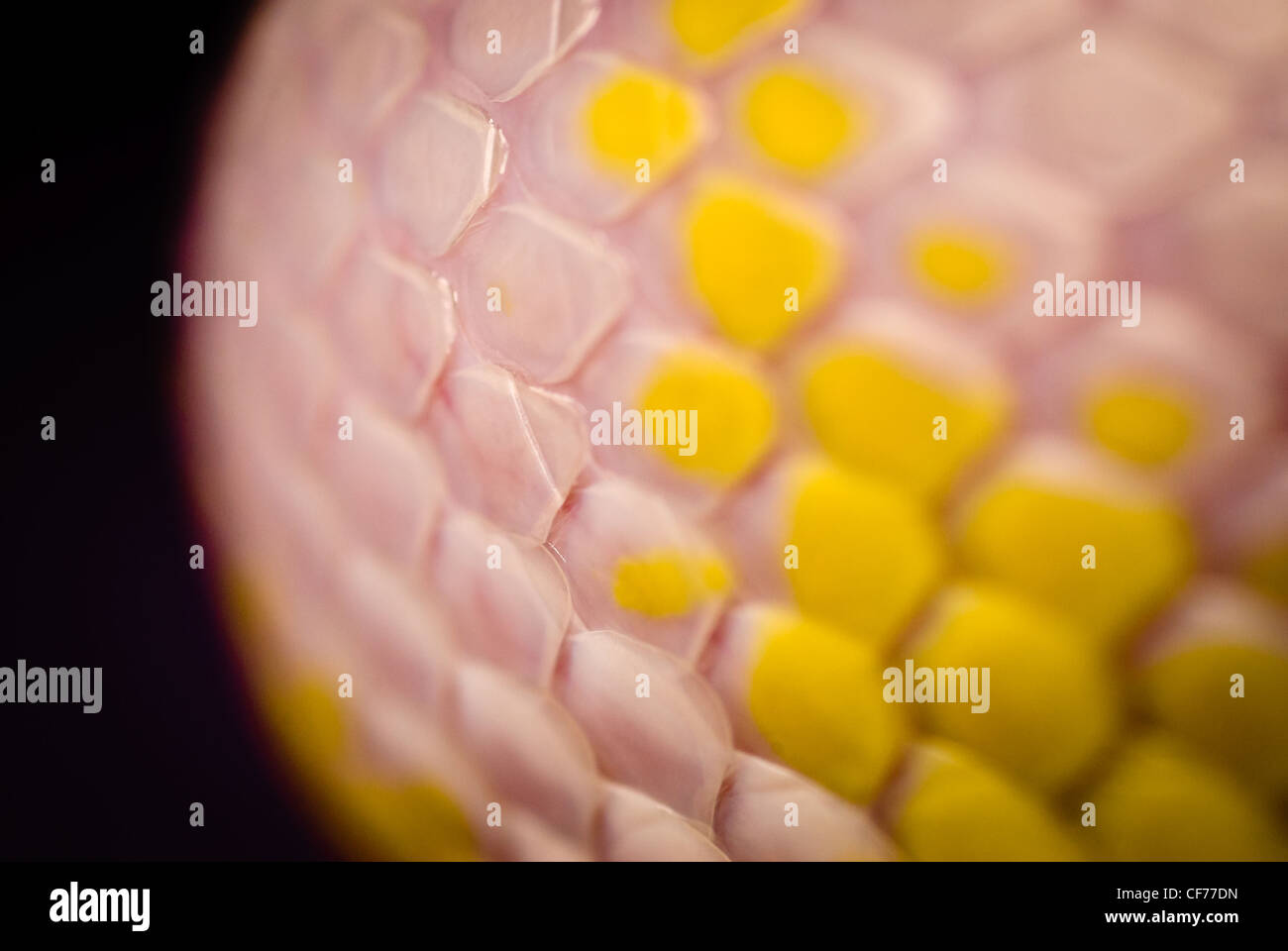 Albino snake hi-res stock photography and images - Alamy