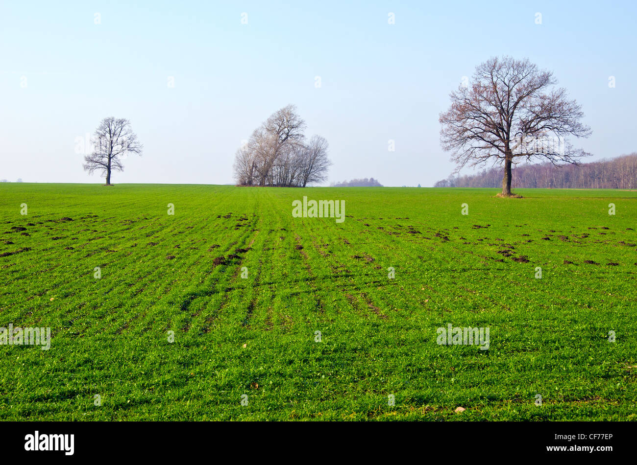 Agricultural fields sown with green grass, few trees without leaves and ...