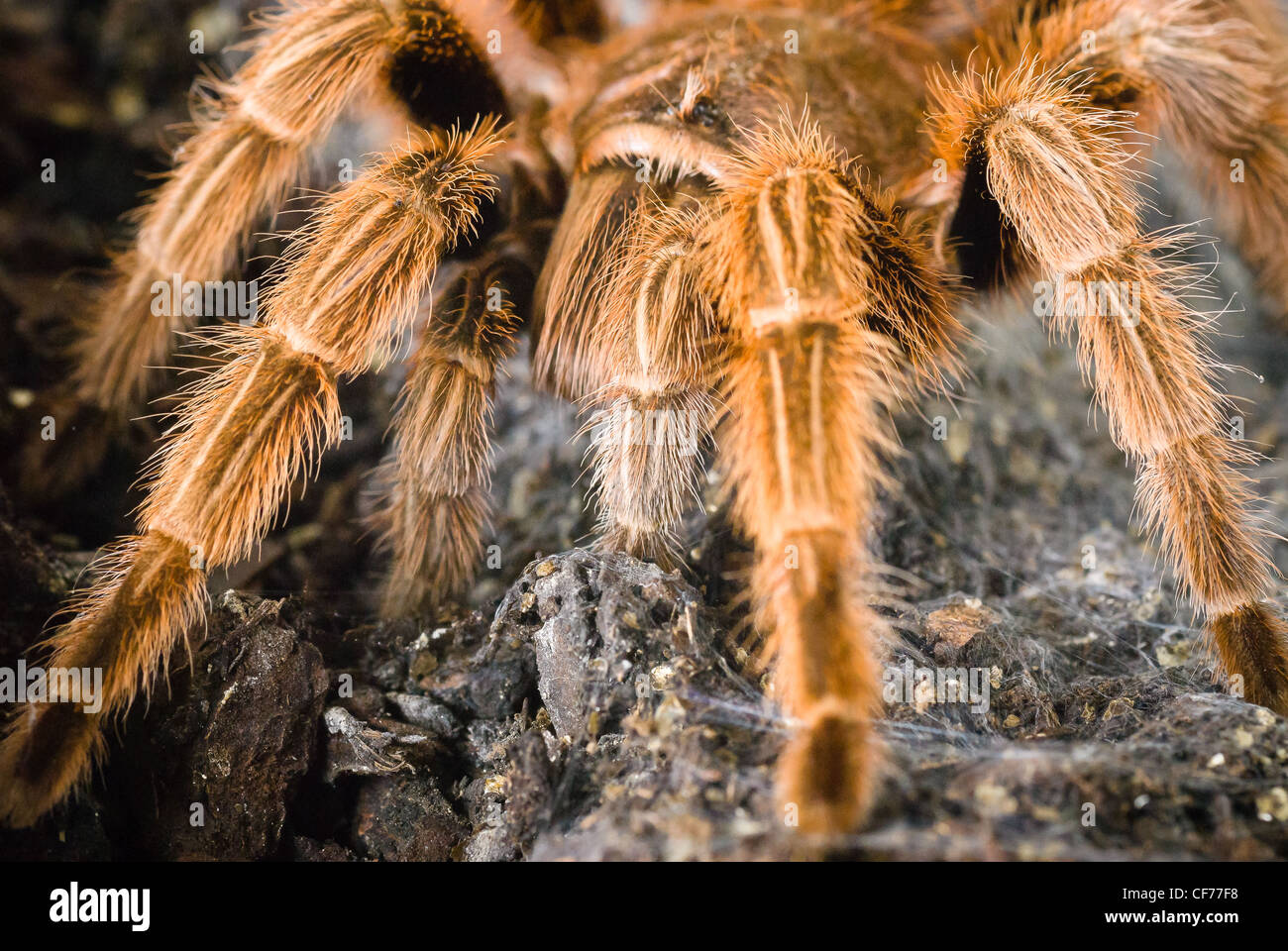 A Chile Rose tarantula Stock Photo - Alamy
