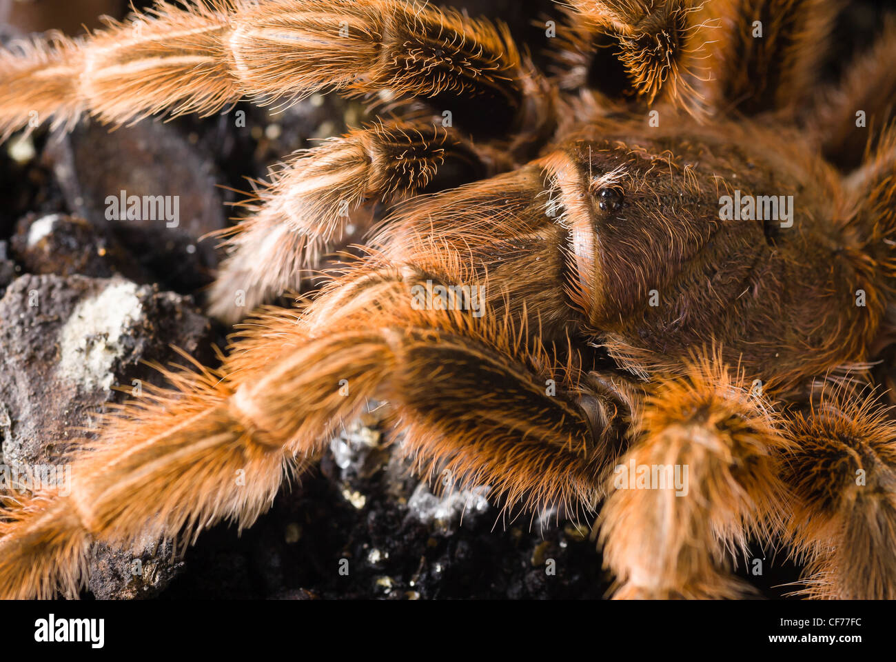 A Chile Rose tarantula Stock Photo - Alamy
