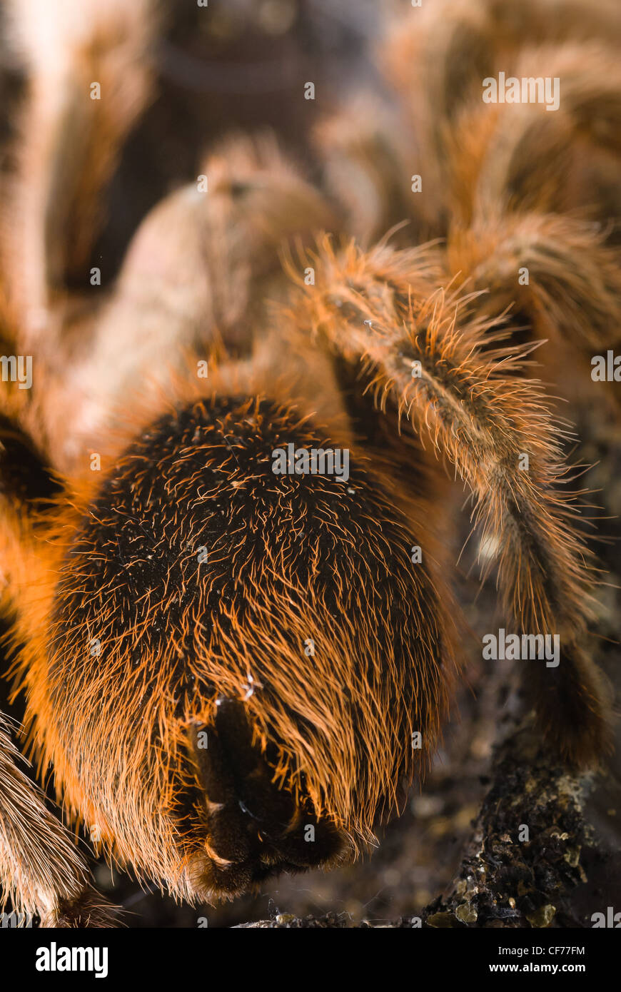 A Chile Rose tarantula Stock Photo - Alamy