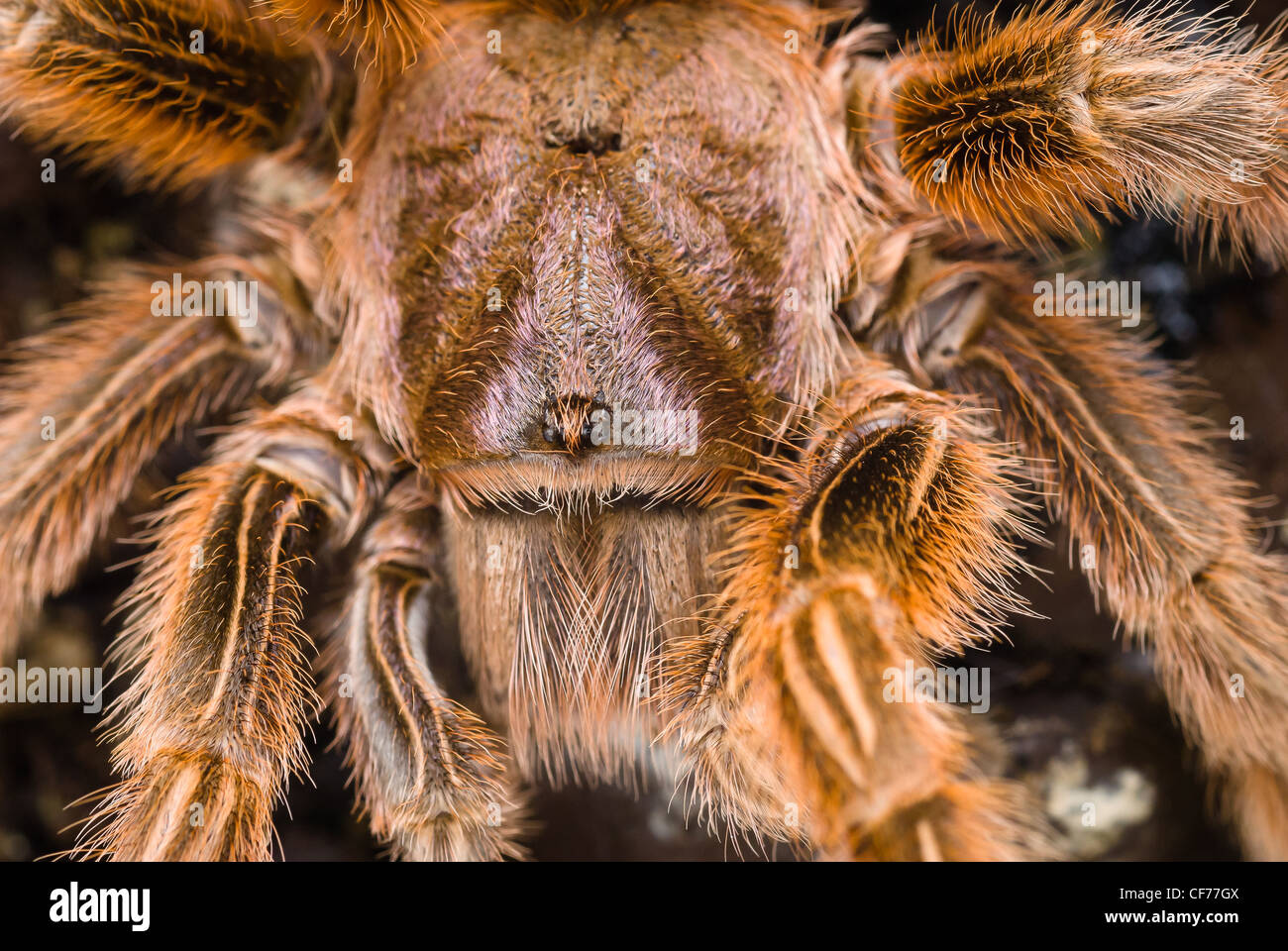 A Chile Rose tarantula Stock Photo - Alamy