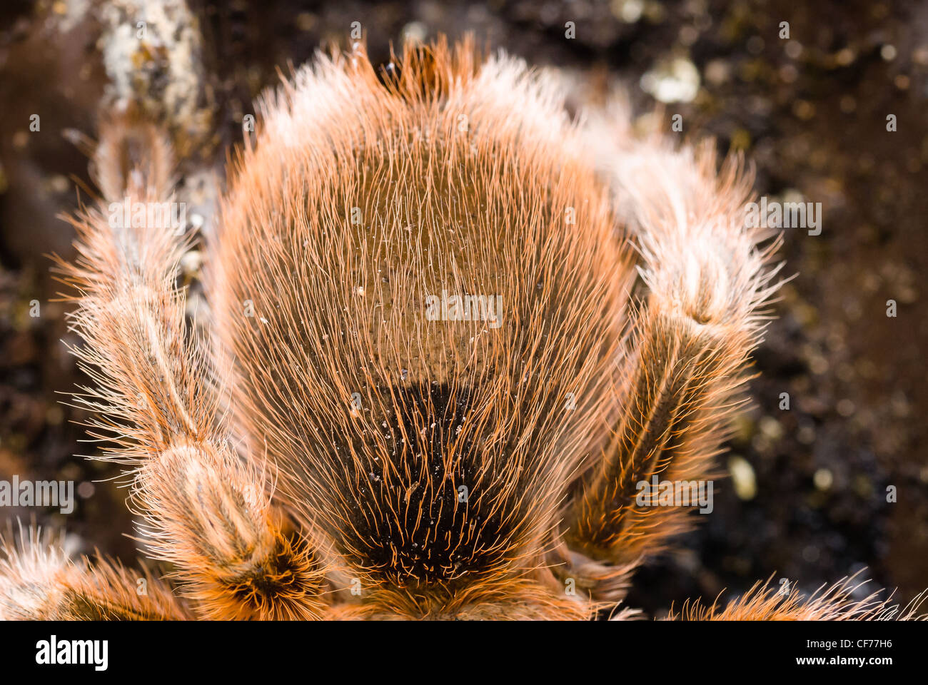 Pedipalp pedipalps hi-res stock photography and images - Alamy
