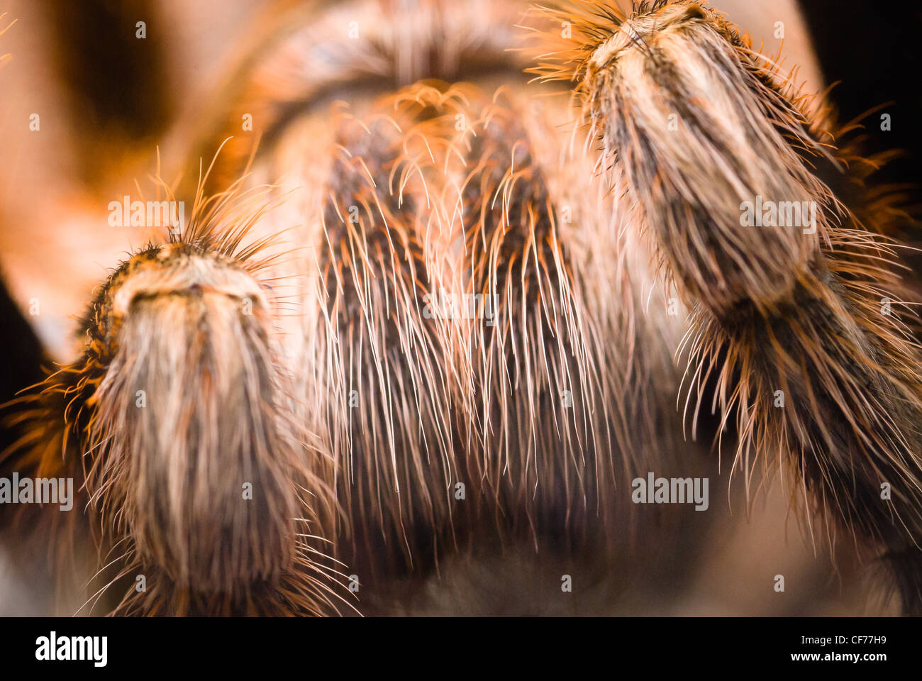 A Chile Rose tarantula Stock Photo - Alamy