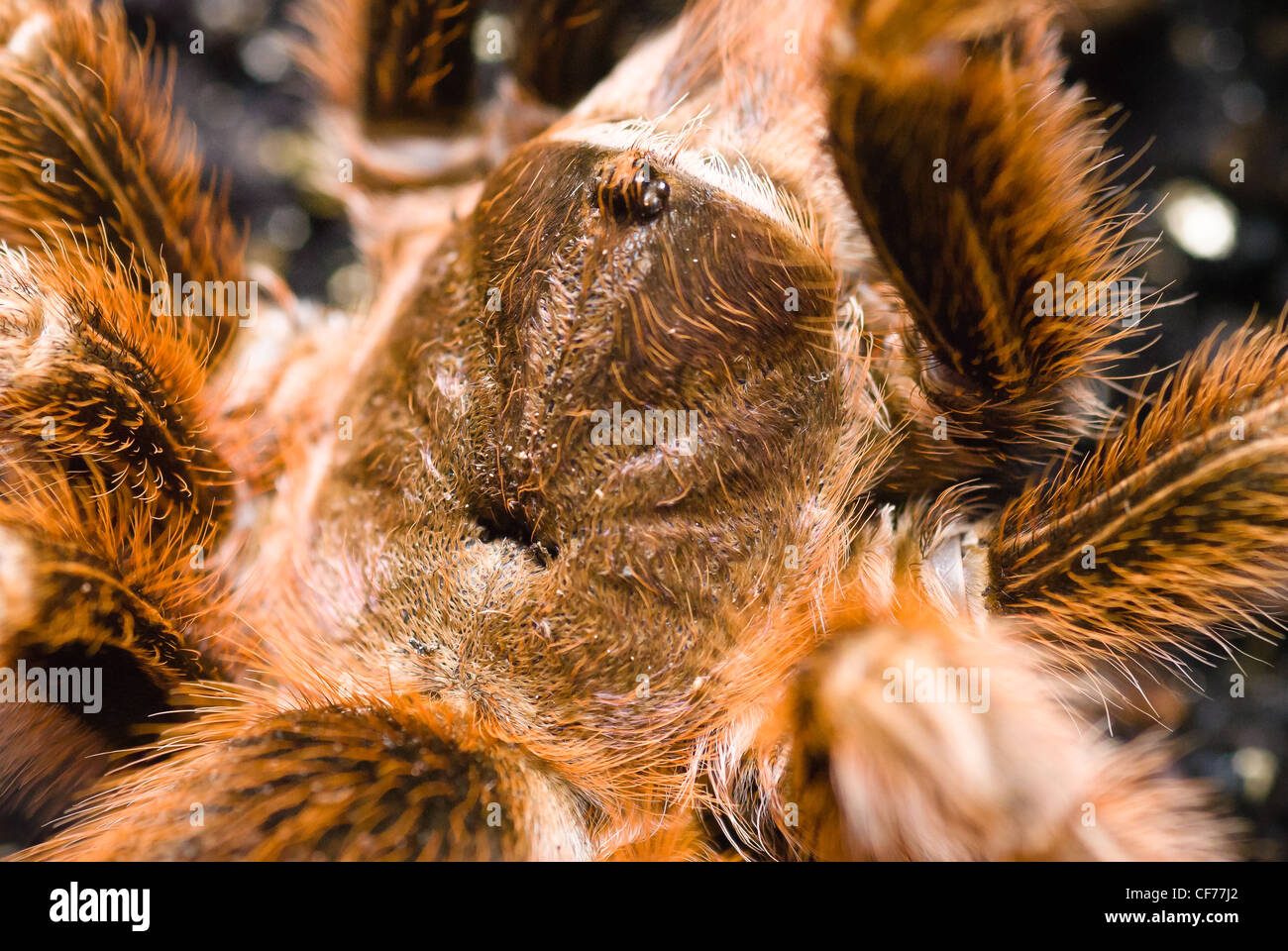 A Chile Rose tarantula Stock Photo - Alamy