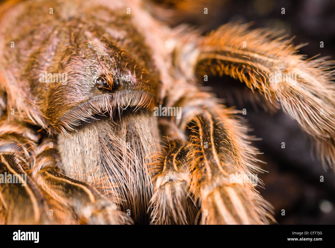 A Chile Rose tarantula Stock Photo - Alamy