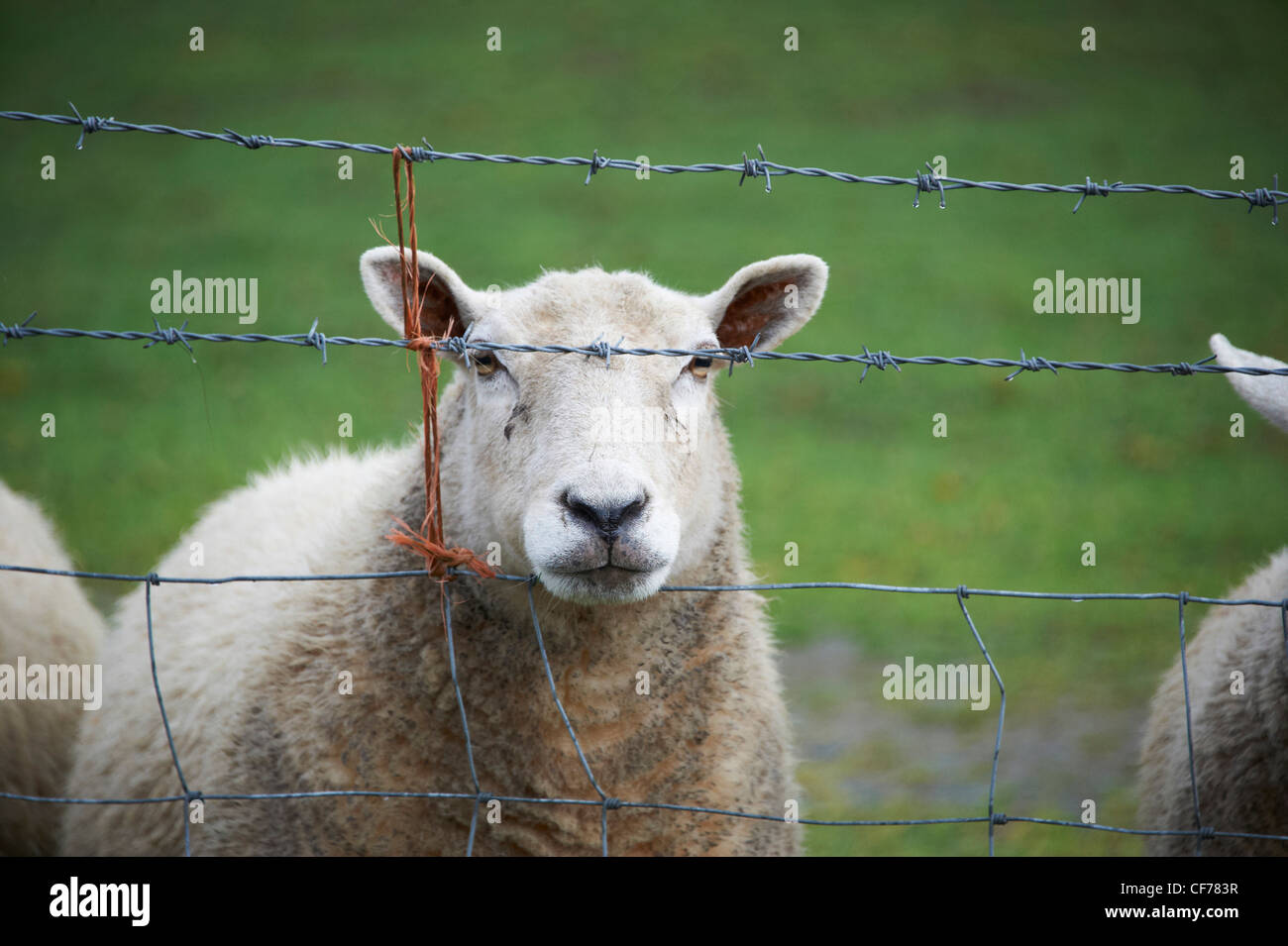 Plotting Escape High Resolution Stock Photography and Images - Alamy