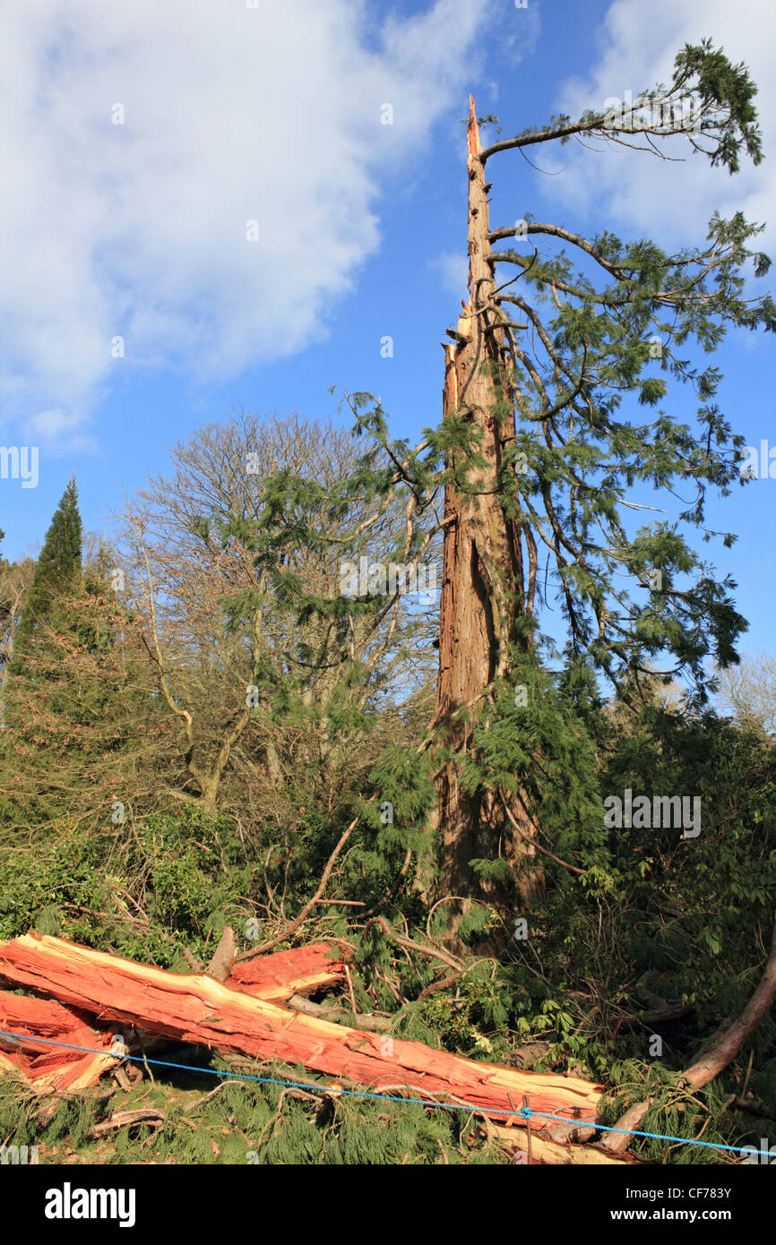 Tree Split High Resolution Stock Photography and Images - Alamy