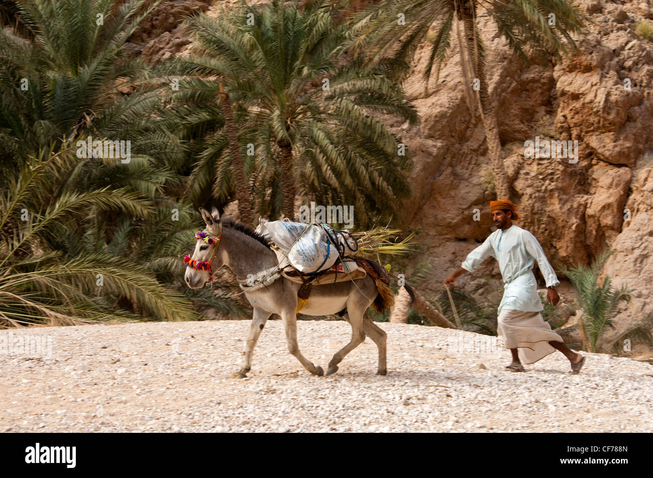 Arab man chasing his runnign donkey, Wadi Shab, Sultanate of Oman Stock ...