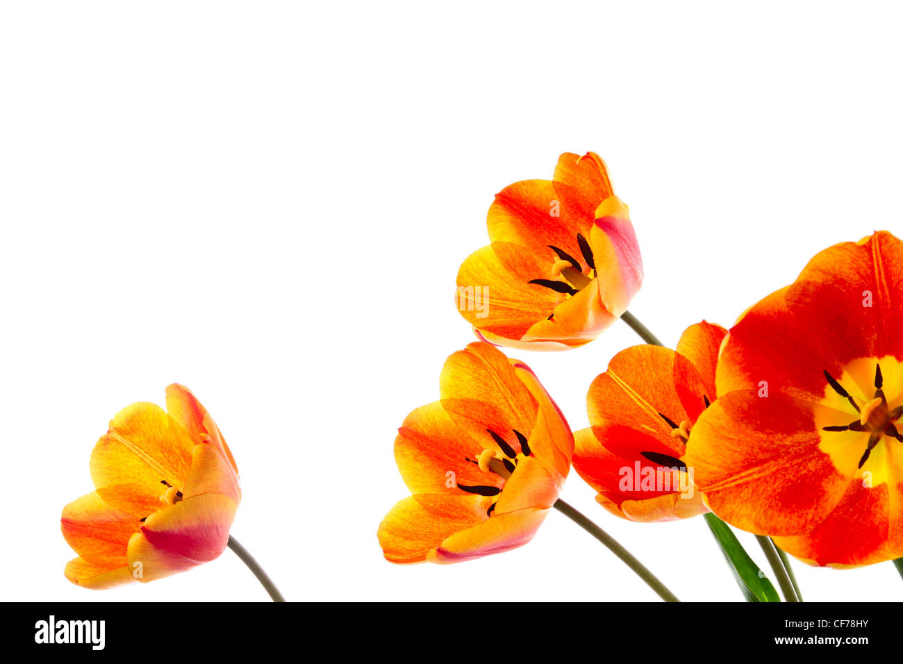 Glorious isolation hi-res stock photography and images - Alamy