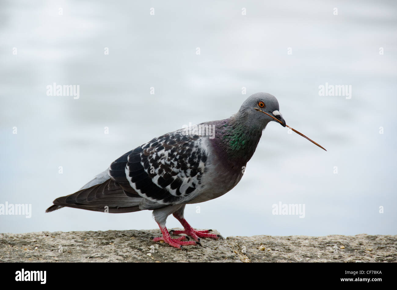 Dove feet hi-res stock photography and images - Alamy