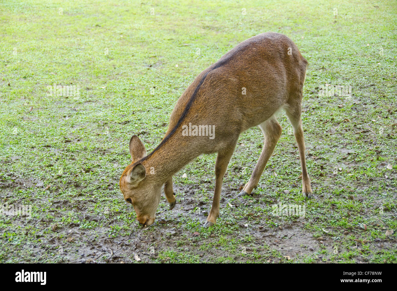 Nara koen park hi-res stock photography and images - Alamy
