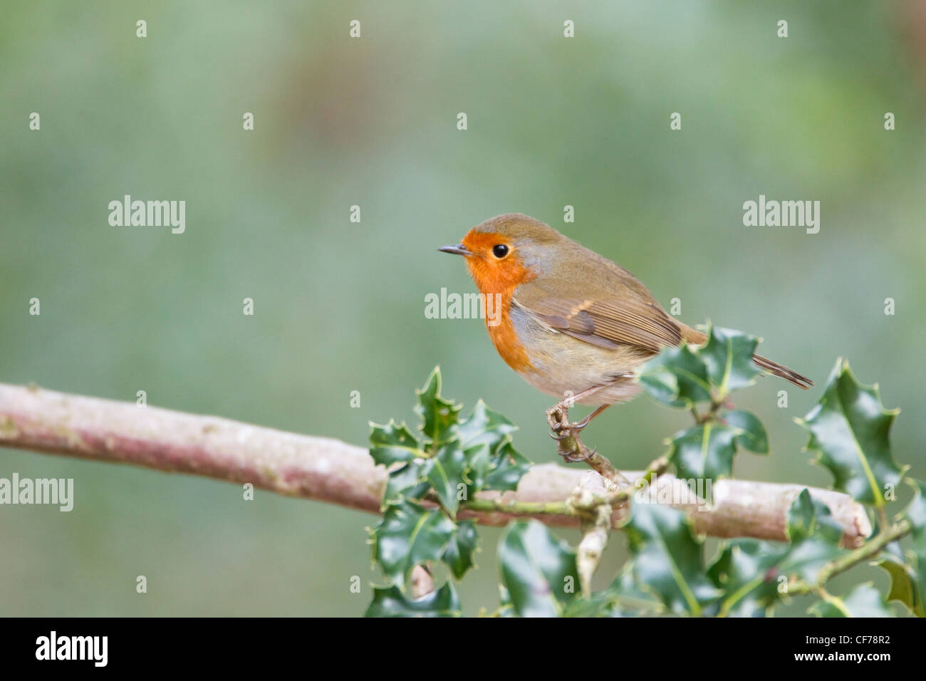 Robin Holly Uk Stock Photos & Robin Holly Uk Stock Images - Alamy