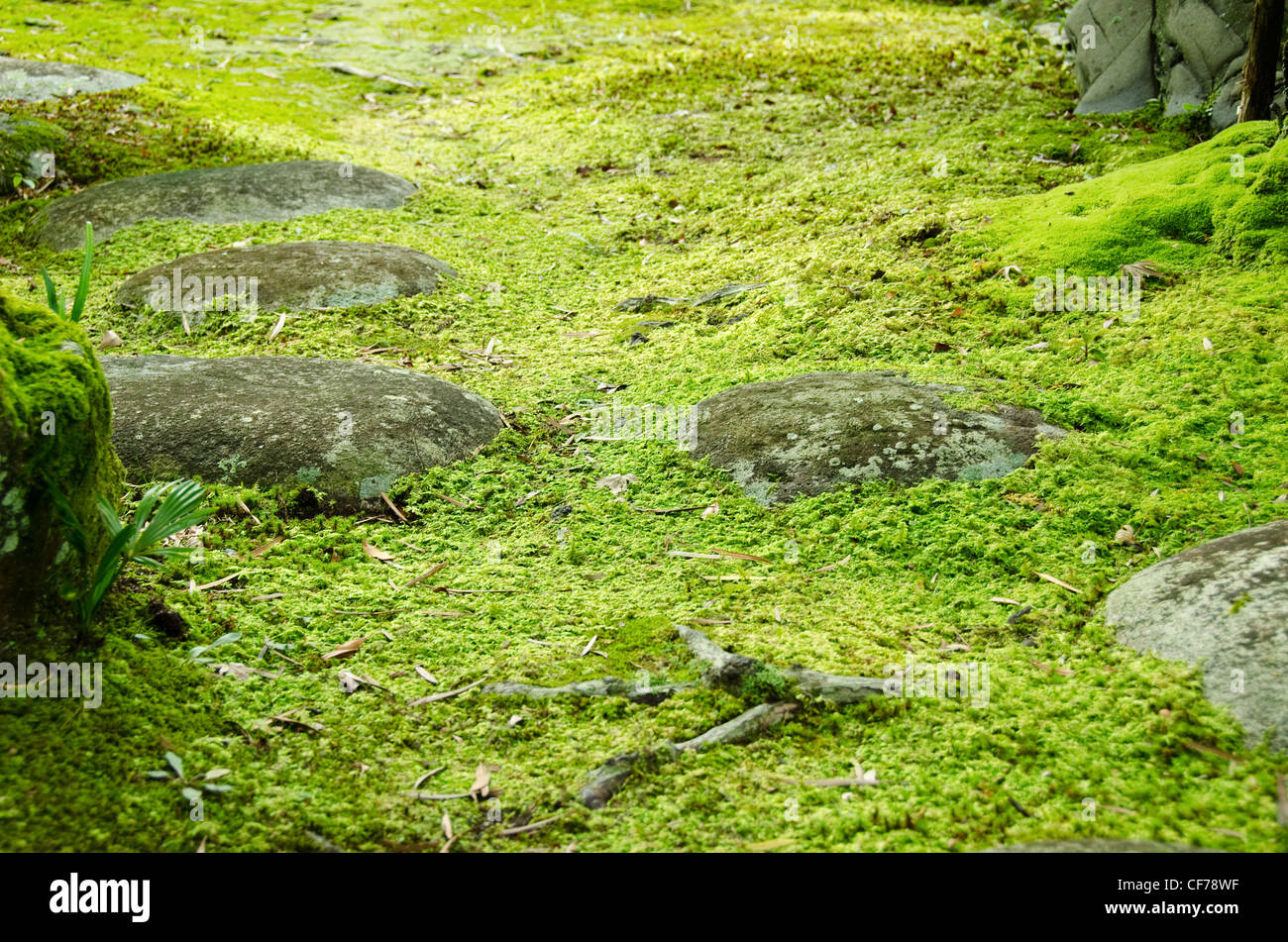 Closeup of a moss in a japanese garden with stones and tree Stock Photo ...