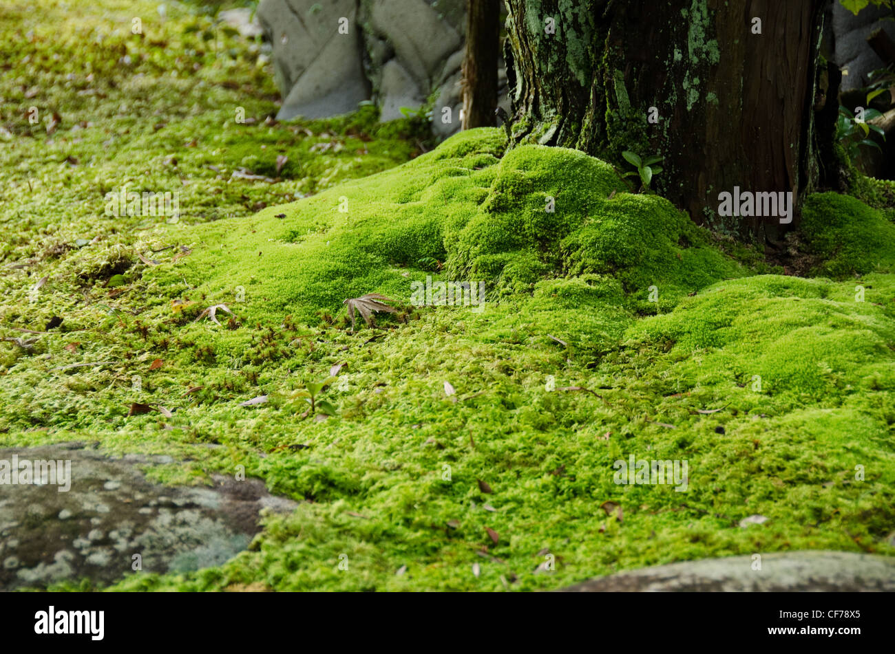 Closeup of a moss in a japanese garden with stones and tree Stock Photo ...