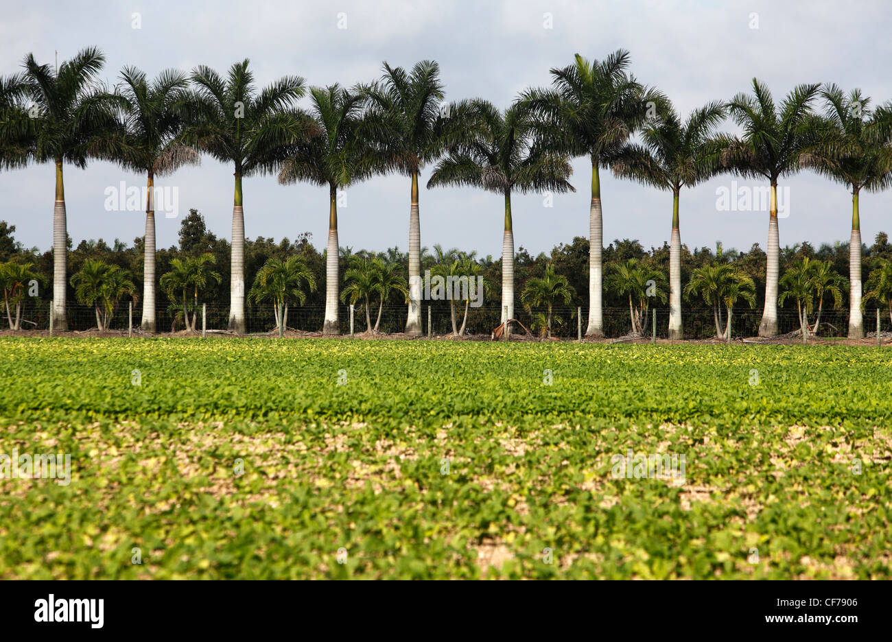 Palm trees line a planted field, Homestead, Florida Stock Photo - Alamy