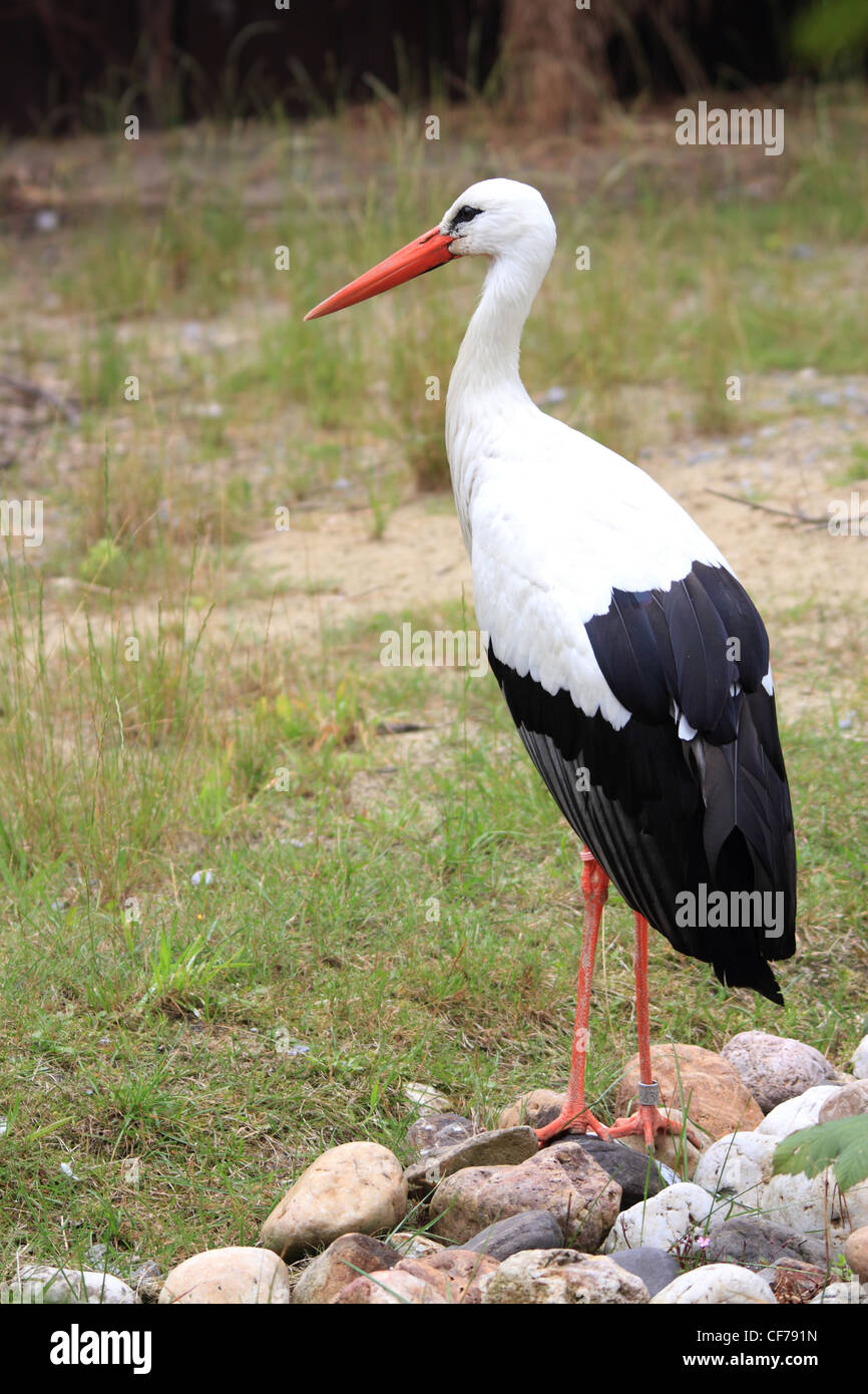 White Stork on a meadow Stock Photo - Alamy