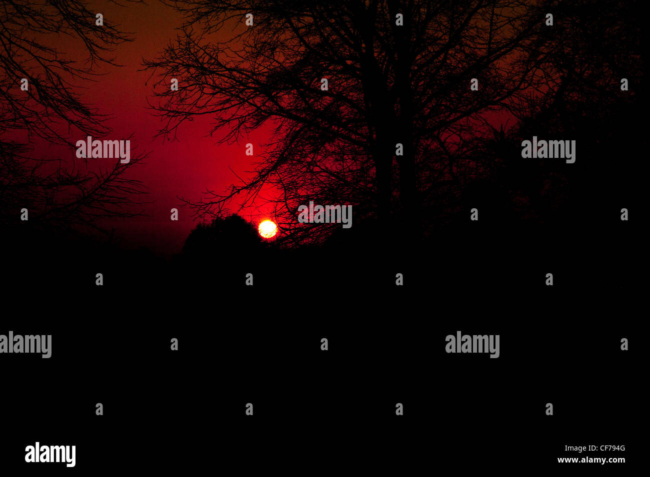 Sunset through trees in Bushy Park, London, UK Stock Photo - Alamy