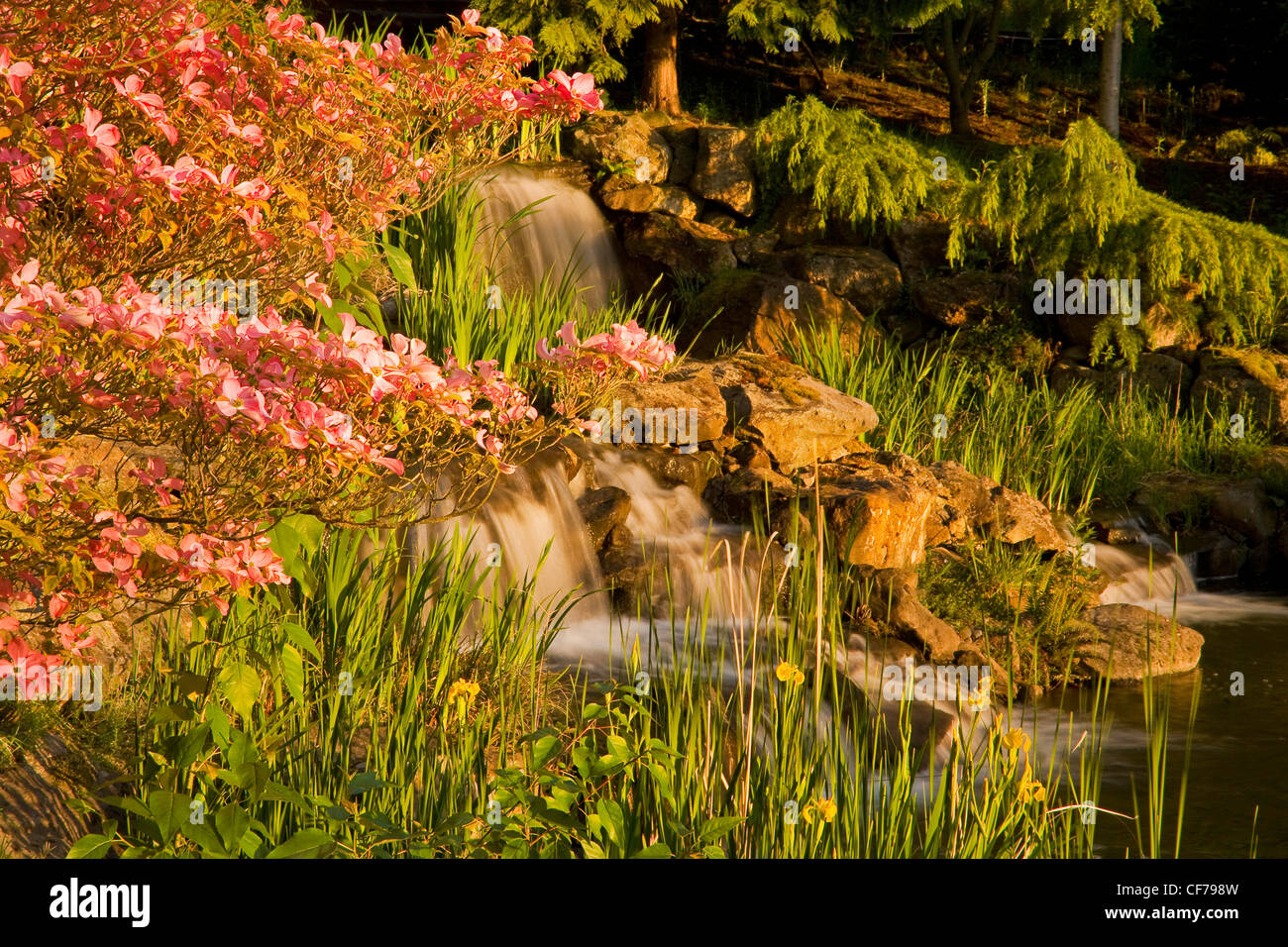 Pink Dogwood and waterfalls at the Oregon Gardens in Silverton, Oregon ...