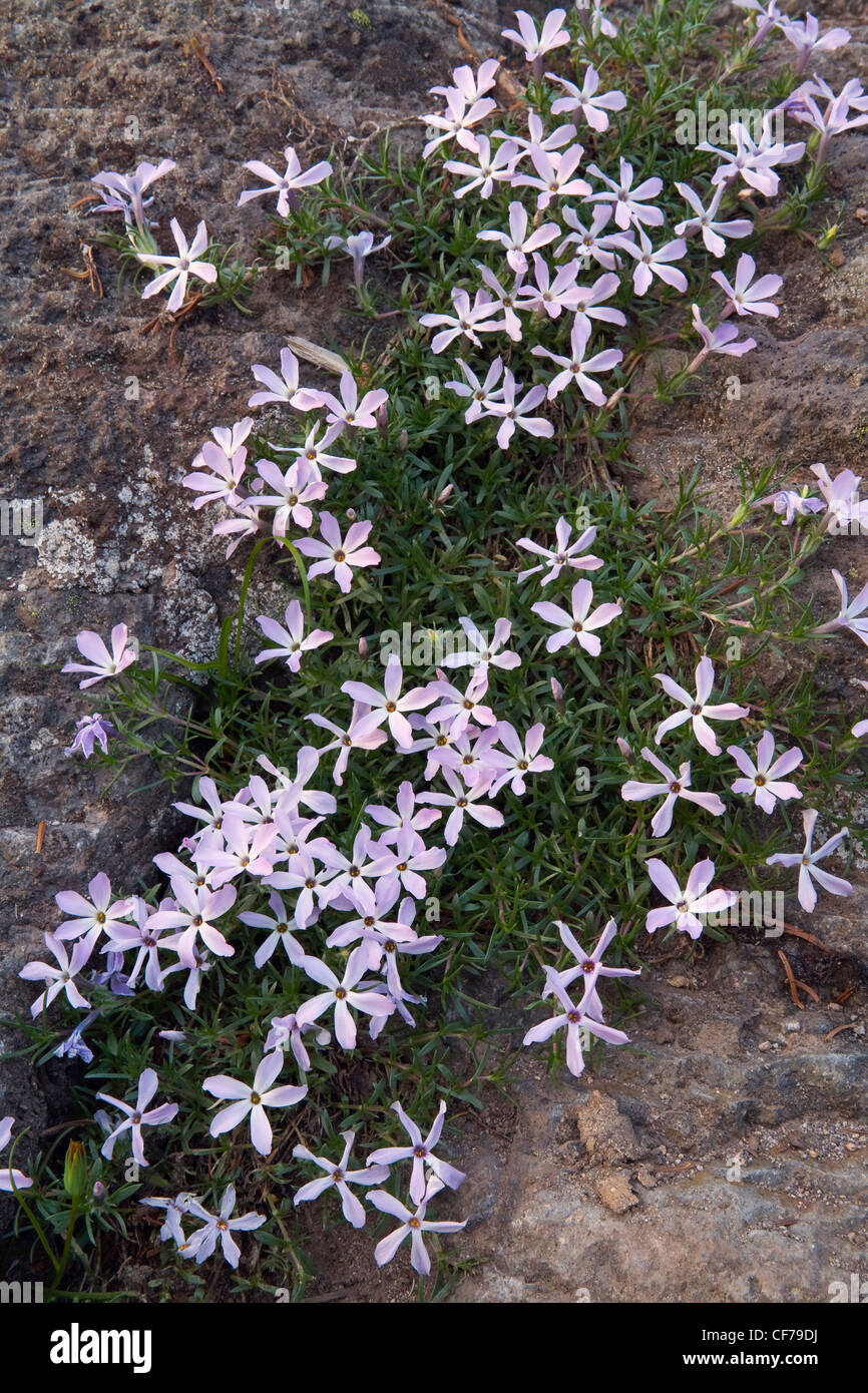 Spreading Phlox (Phlox diffusa) growing wild in the Mt. Adams ...