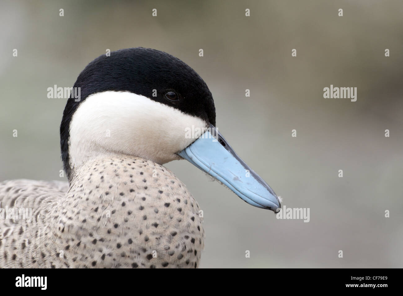 Puna teal anas puna hi-res stock photography and images - Alamy