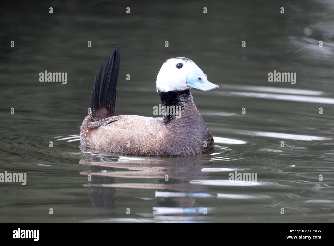 White-headed duck, Oxyura leucocephala, Single male displaying, captive ...