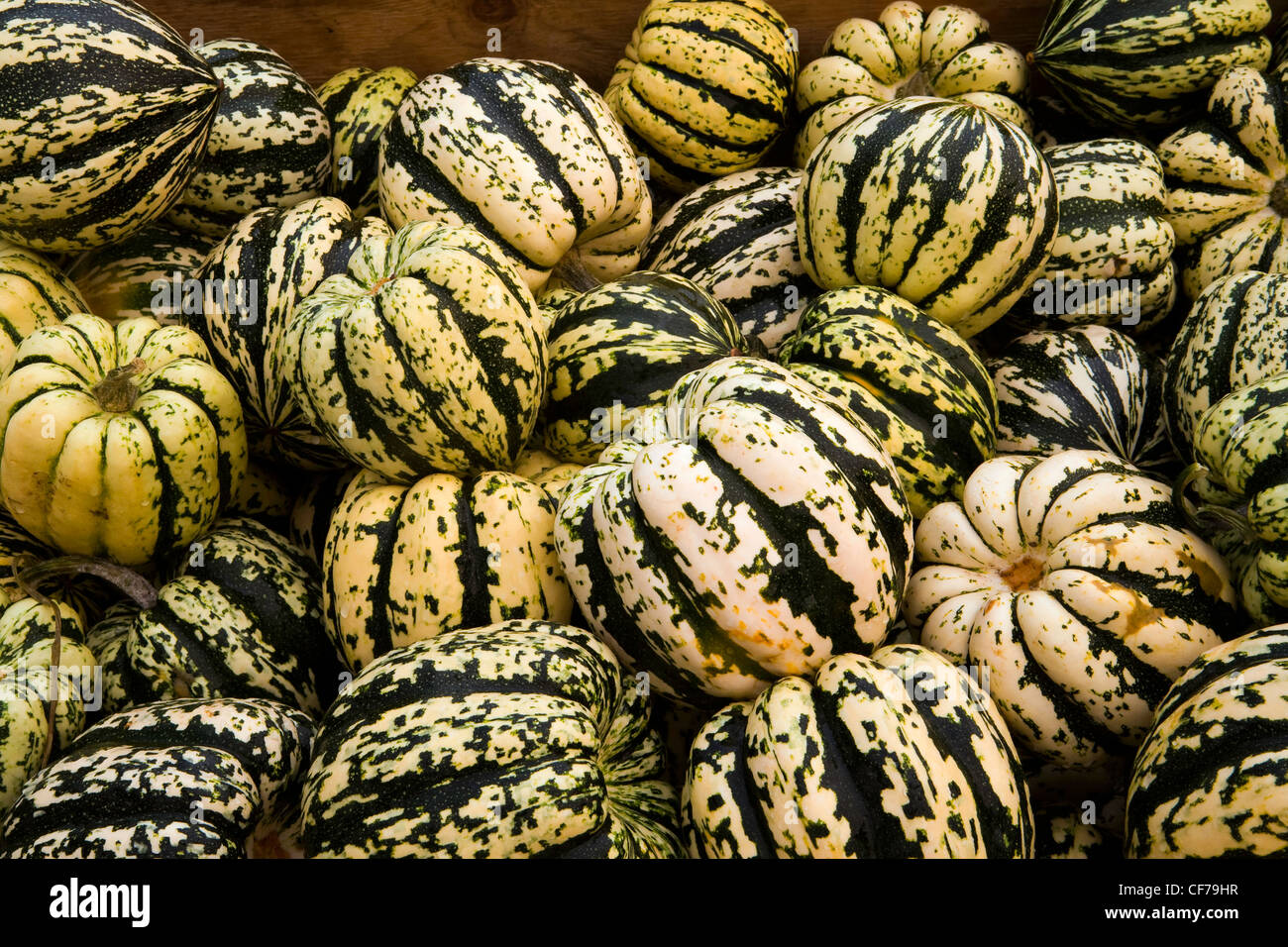 Sweet Dumpling Squash Stock Photo - Alamy