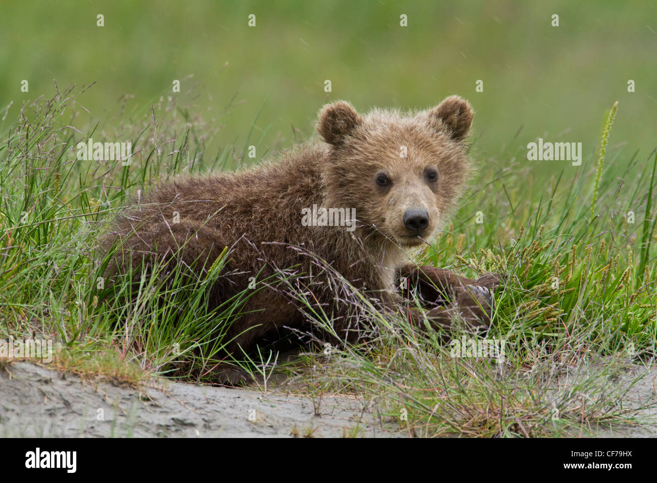 Grizzly cub in grass hi-res stock photography and images - Alamy