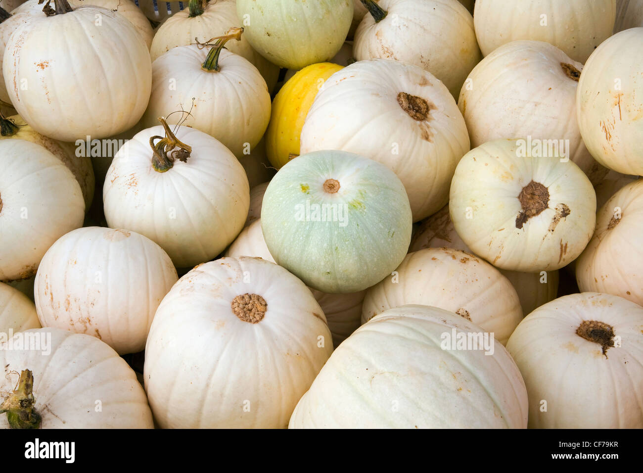 White pumpkins hi-res stock photography and images - Alamy