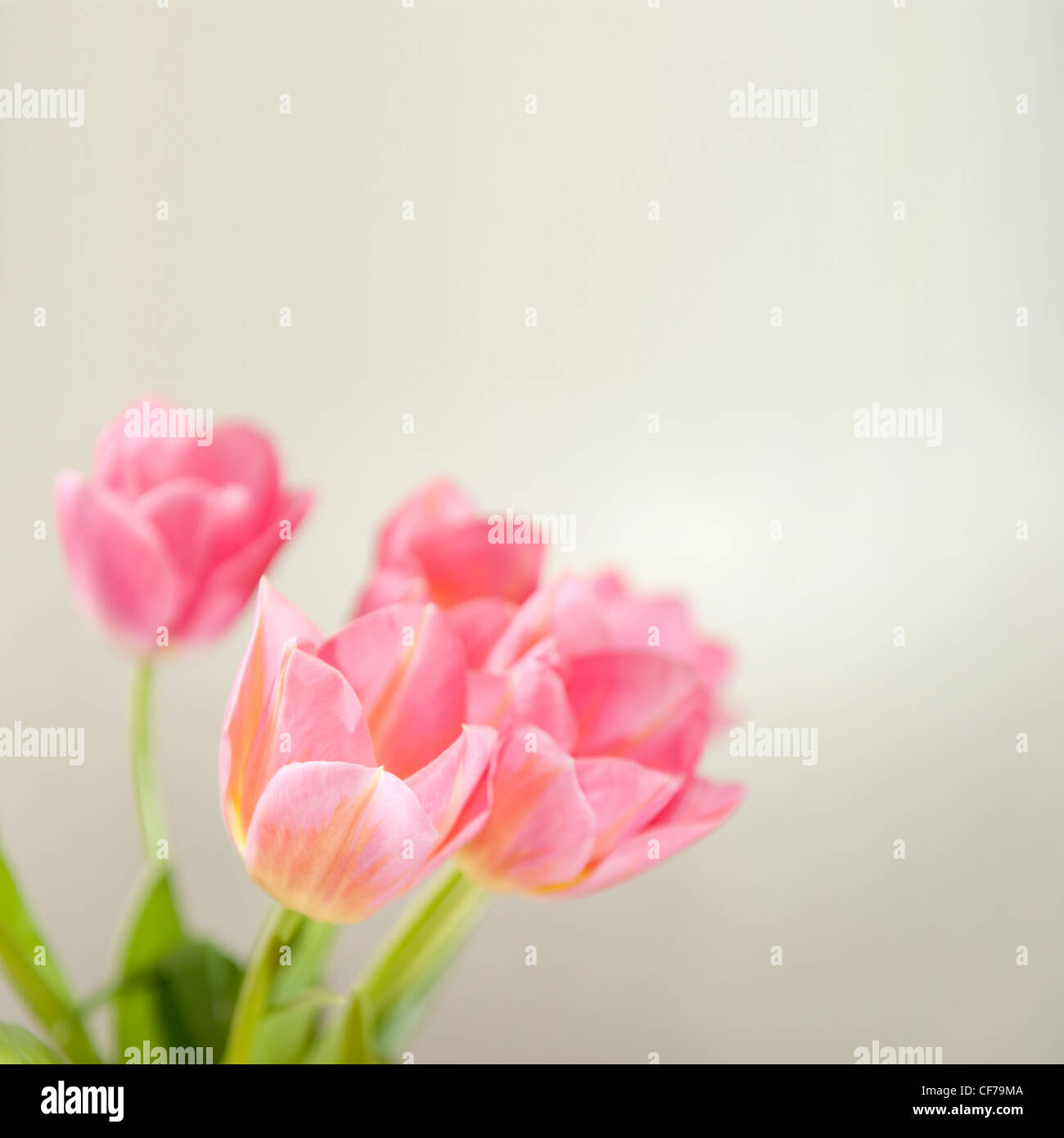 Wallpaper with pink tulips over light background Stock Photo - Alamy
