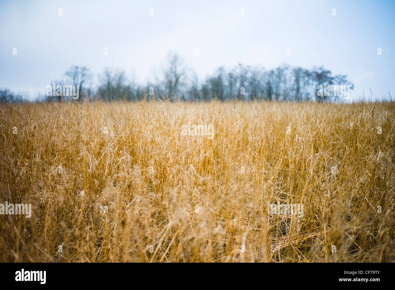 Withered rape field Weingarten Baden-Wuerttemberg Germany Stock Photo ...