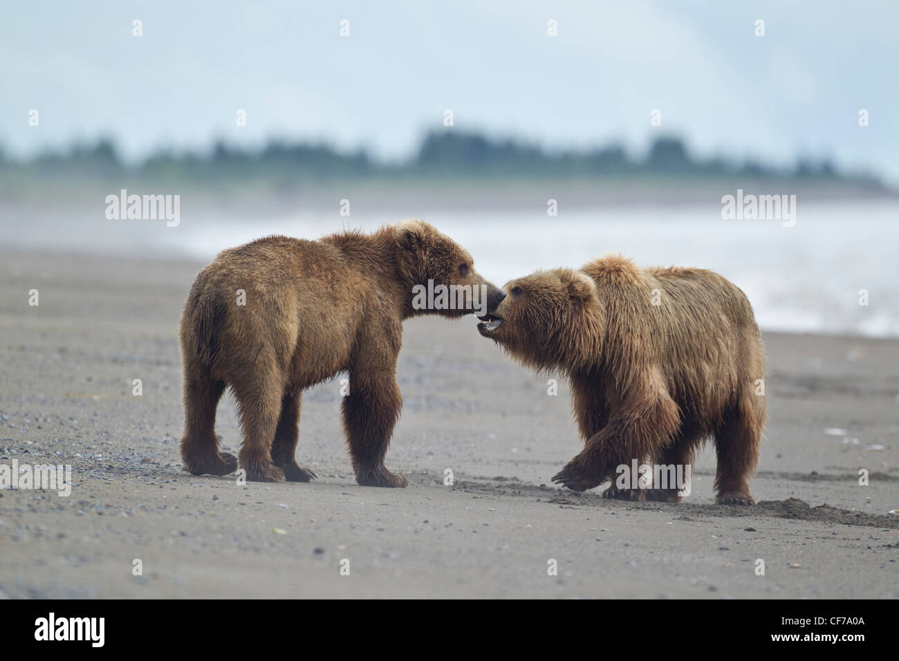 Alaskan brown bears on Alaskan beaach Stock Photo - Alamy