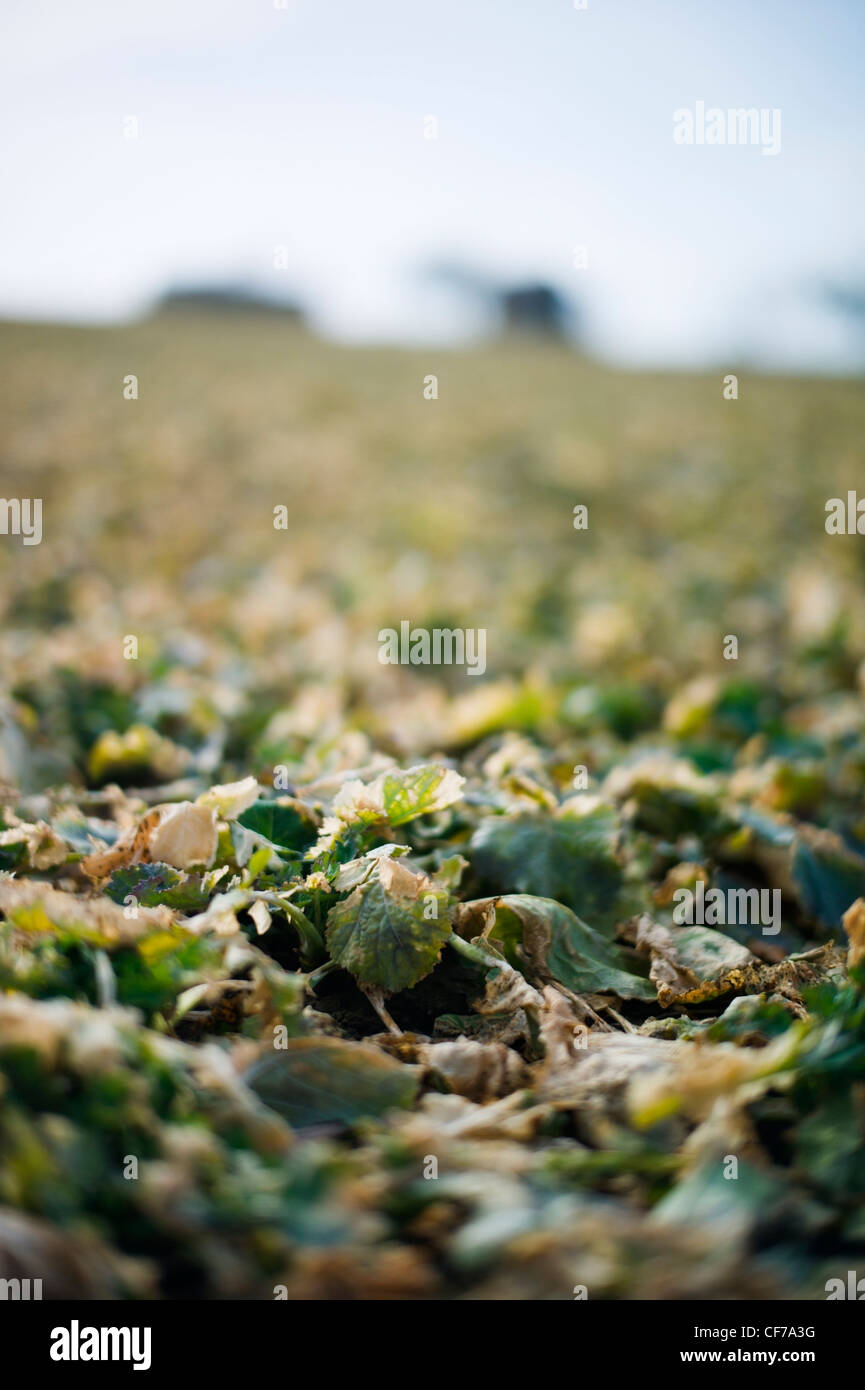 Rotting crop Weingarten Baden-Wuerttemberg Germany Stock Photo - Alamy
