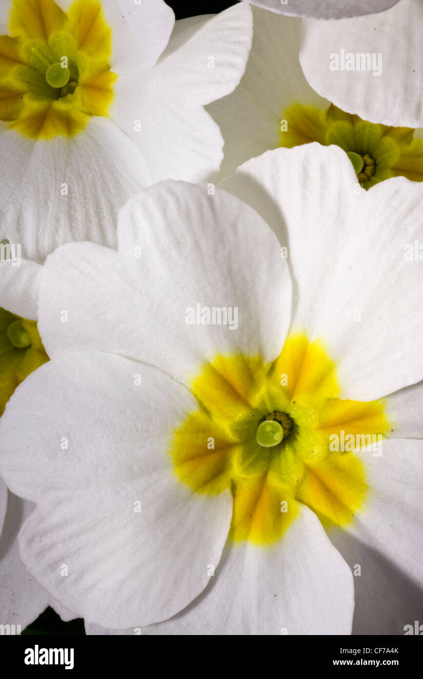 Primulas white hi-res stock photography and images - Alamy