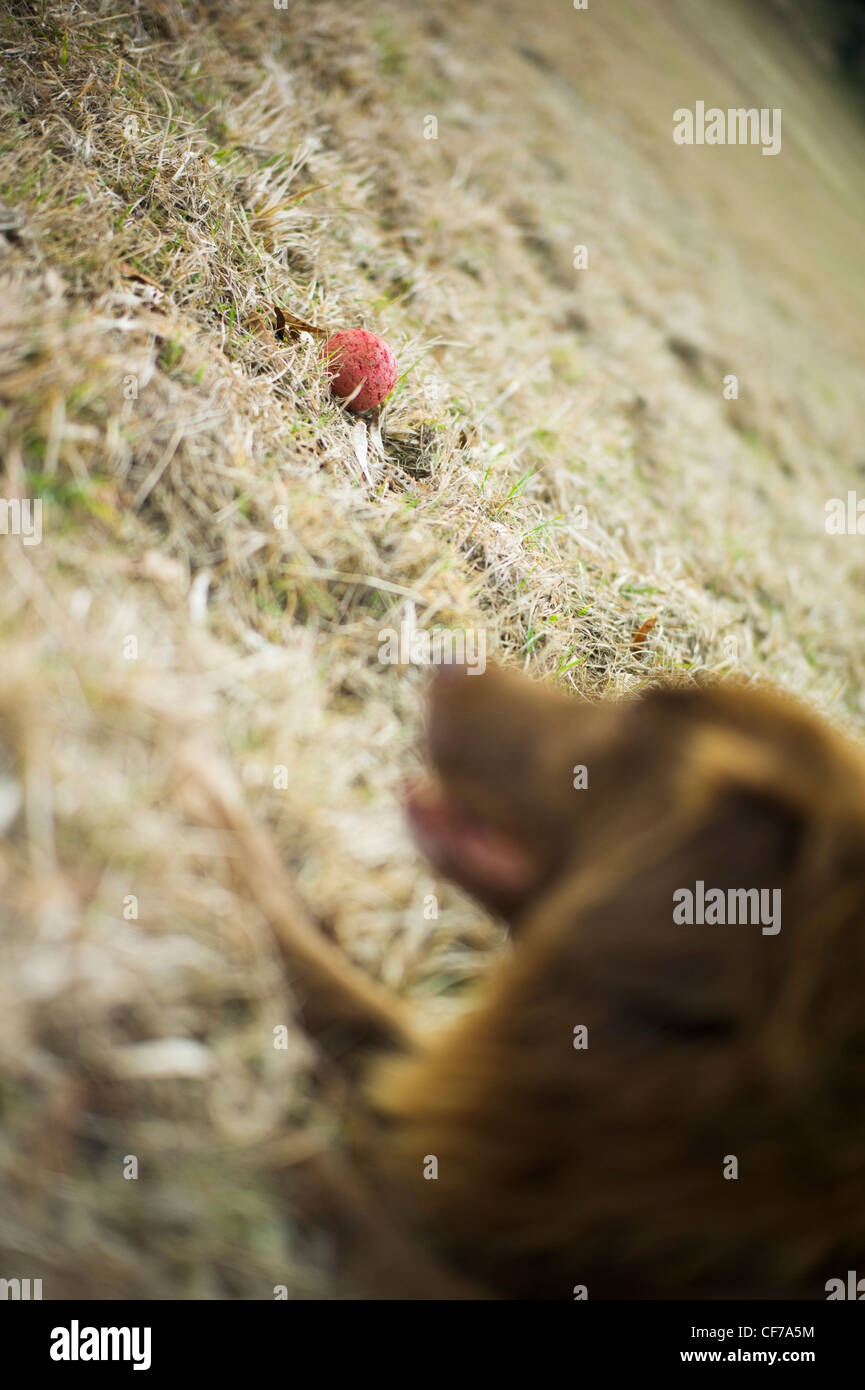 Red rubber ball hi-res stock photography and images - Alamy
