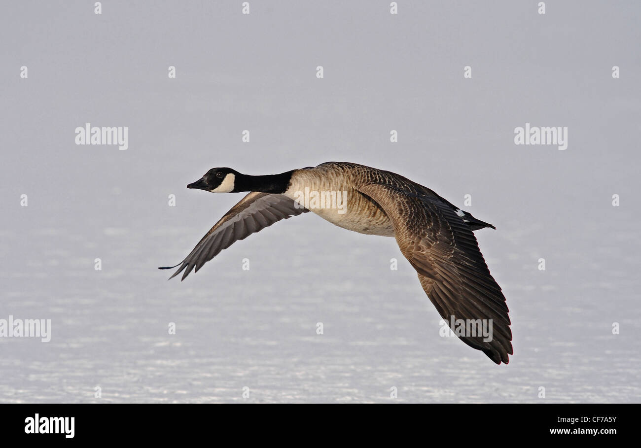 Geese flying above a lake hi-res stock photography and images - Alamy