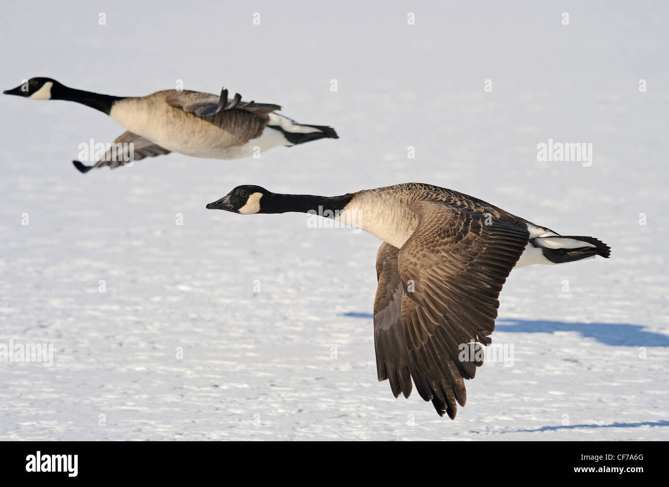 Geese flying above a lake hi-res stock photography and images - Alamy