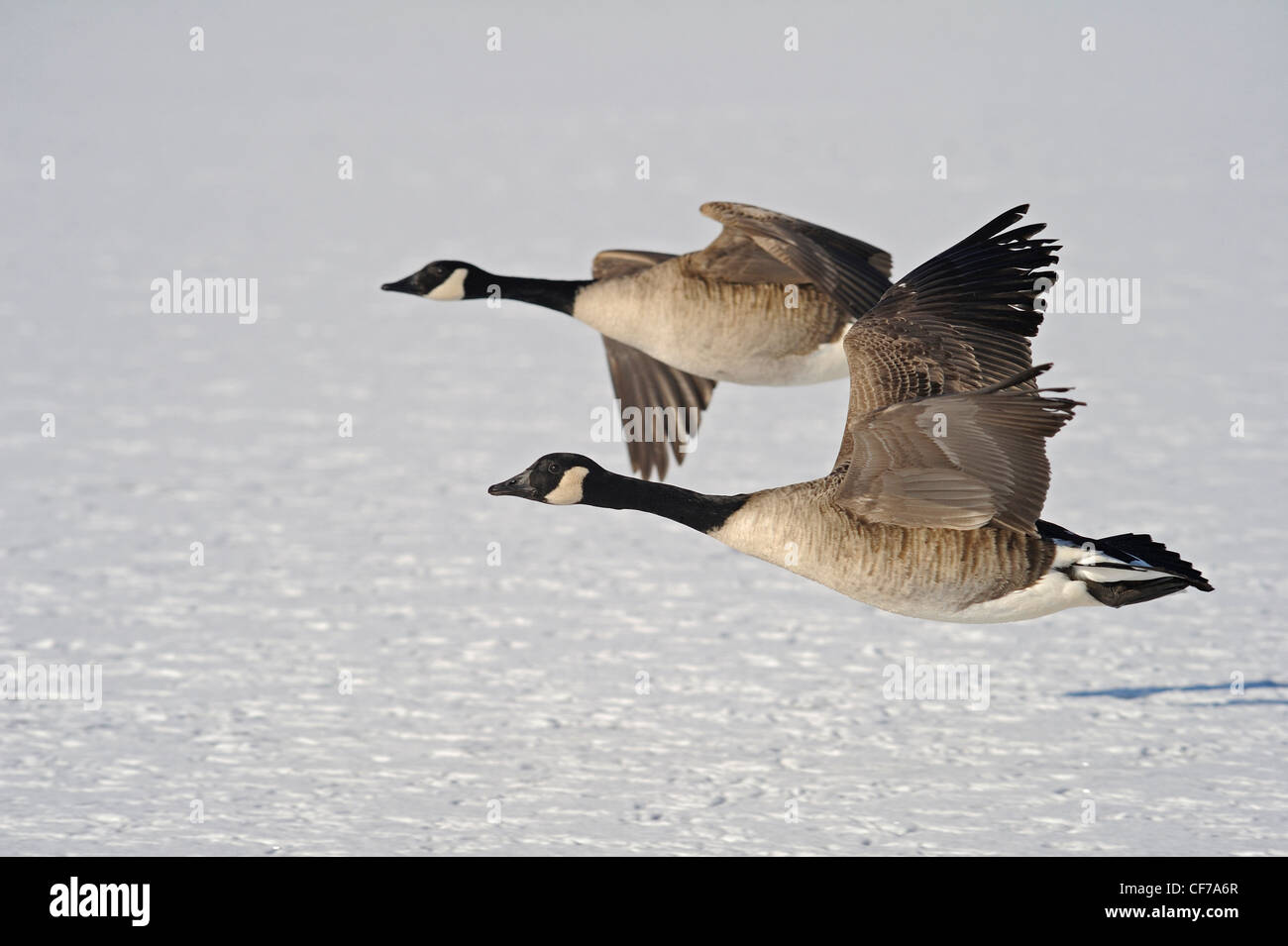 Canada goose flying hi-res stock photography and images - Alamy