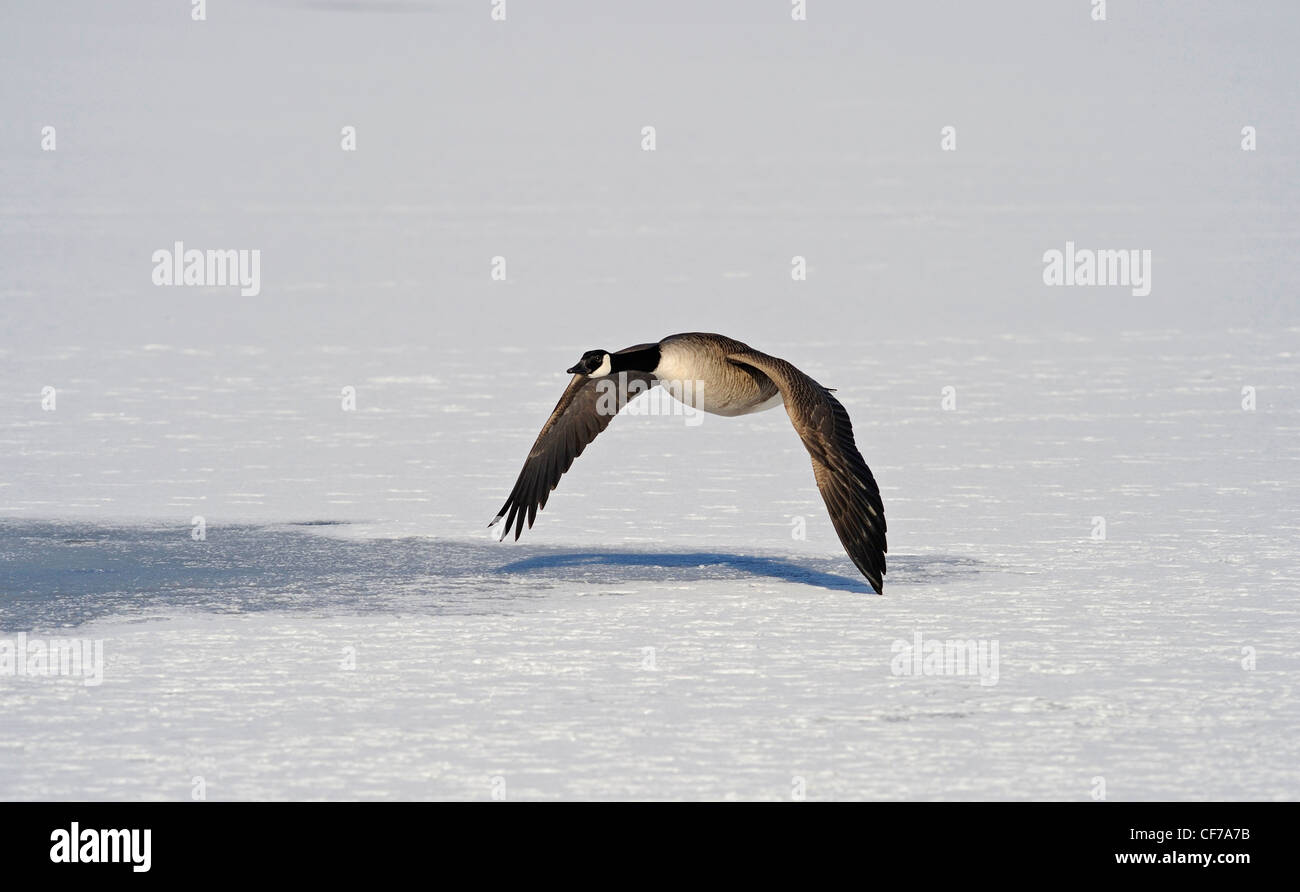 Adult Canada geese flying low above a frozen lake Stock Photo - Alamy