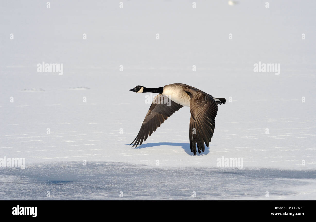 Adult Canada geese flying low above a frozen lake Stock Photo - Alamy