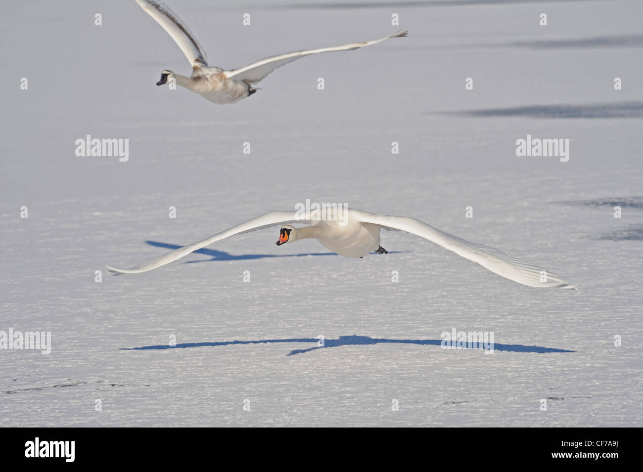 White swans flying over hi-res stock photography and images - Alamy