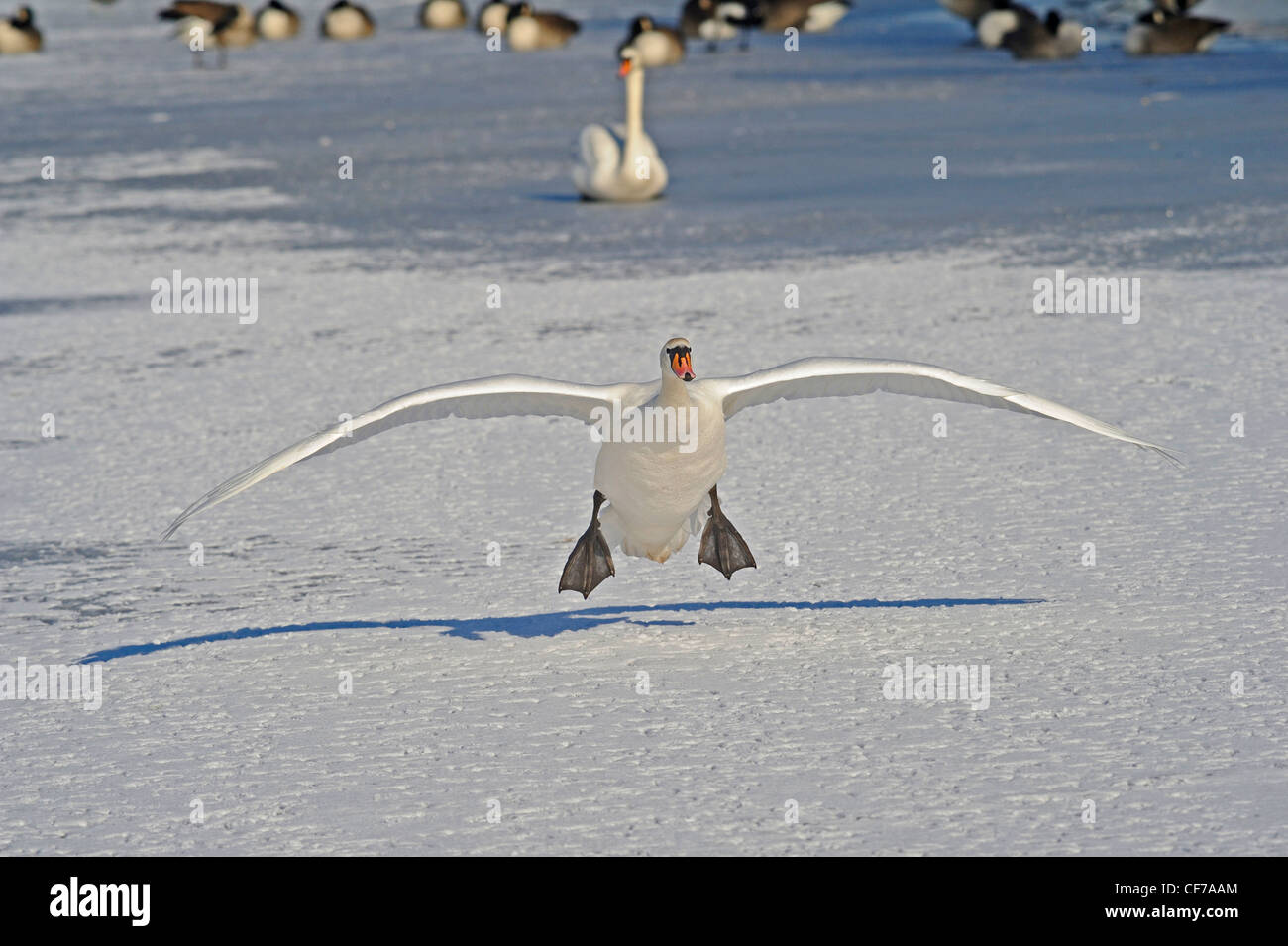 Swan landing hi-res stock photography and images - Alamy