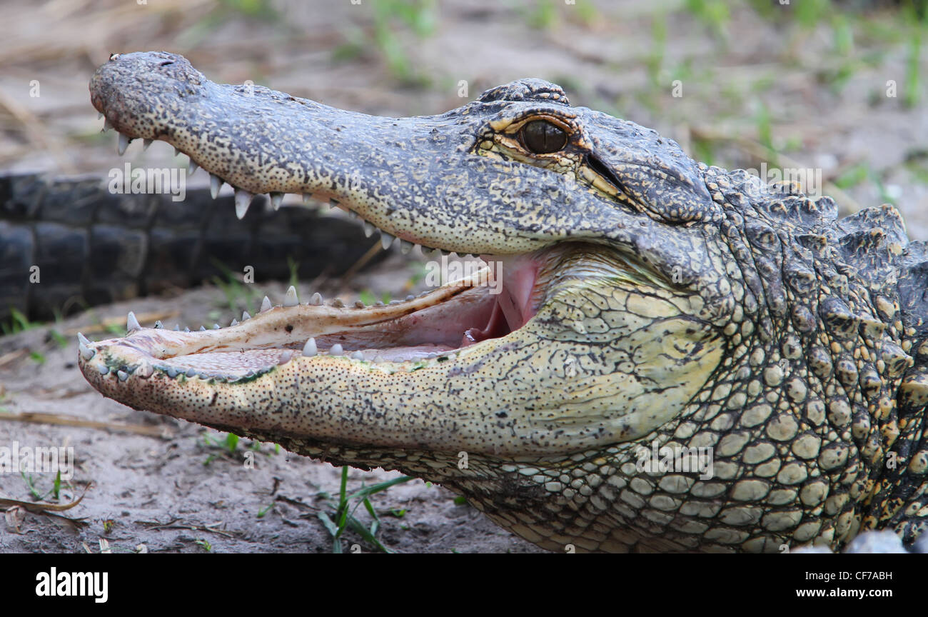 Florida Alligator Sunning Him or Her Self in the sun Stock Photo - Alamy