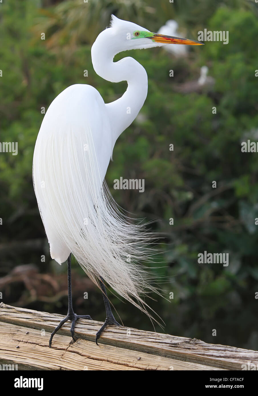 Beautiful White Heron Snowy Egret Birds Stock Photo - Alamy