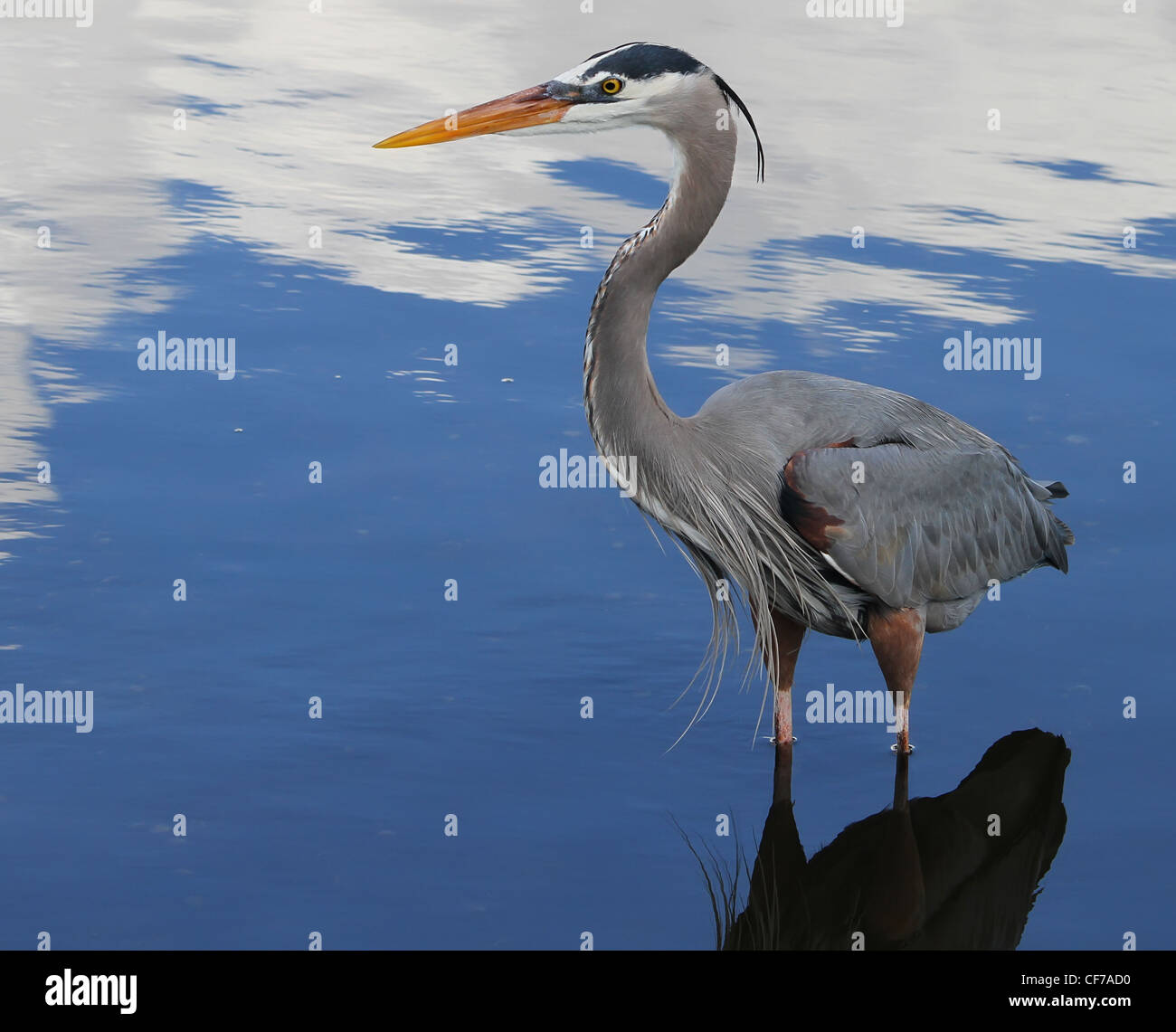 Cumberland island florida hi-res stock photography and images - Alamy